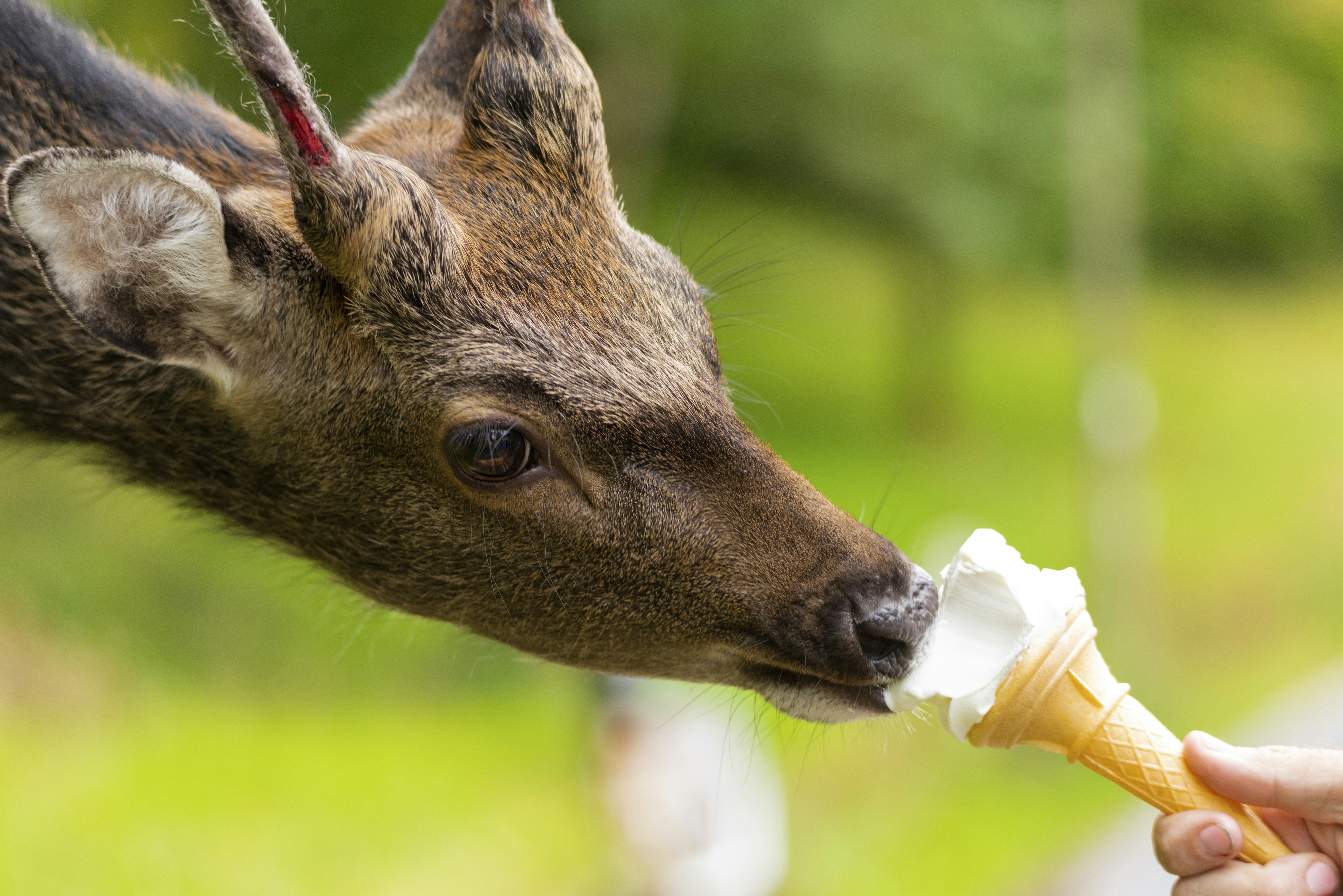 A deer curiously reaching for an ice cream cone held by a person, set against a lush green background.