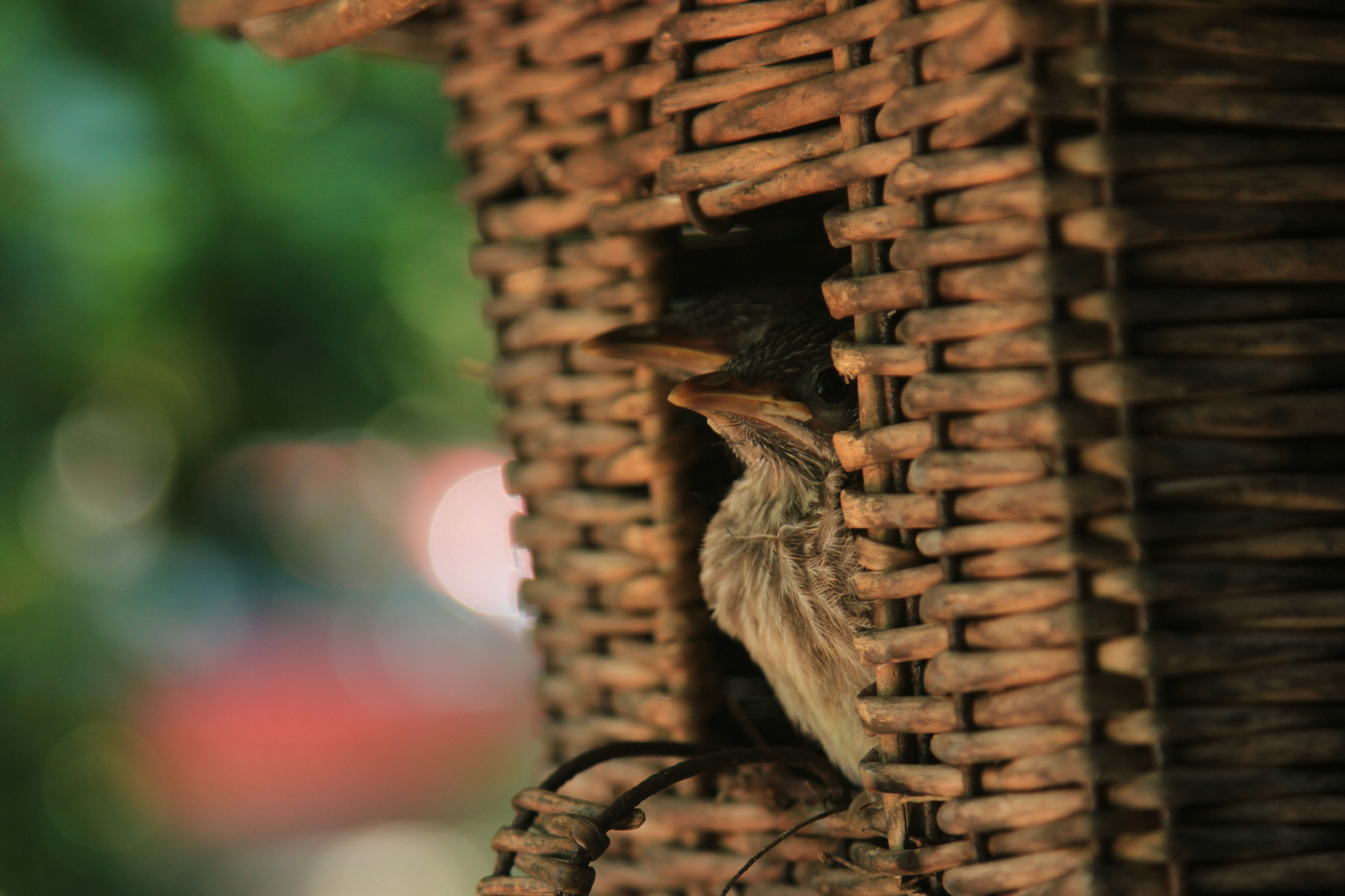 Two fledgling birds peering out from a woven nest, surrounded by a soft, blurred background of greenery. 