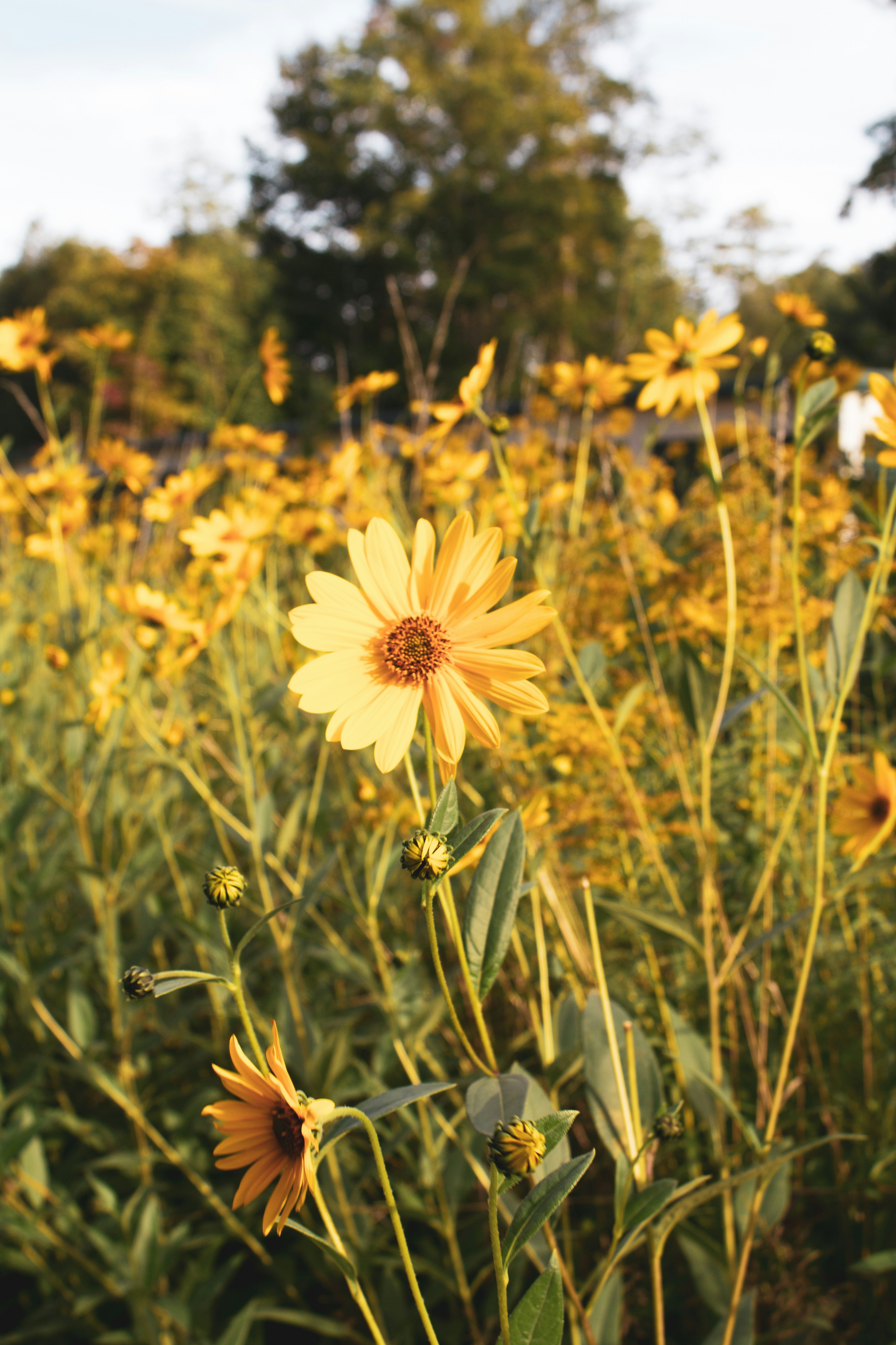 Field Of Yellow Daisies Tumblr