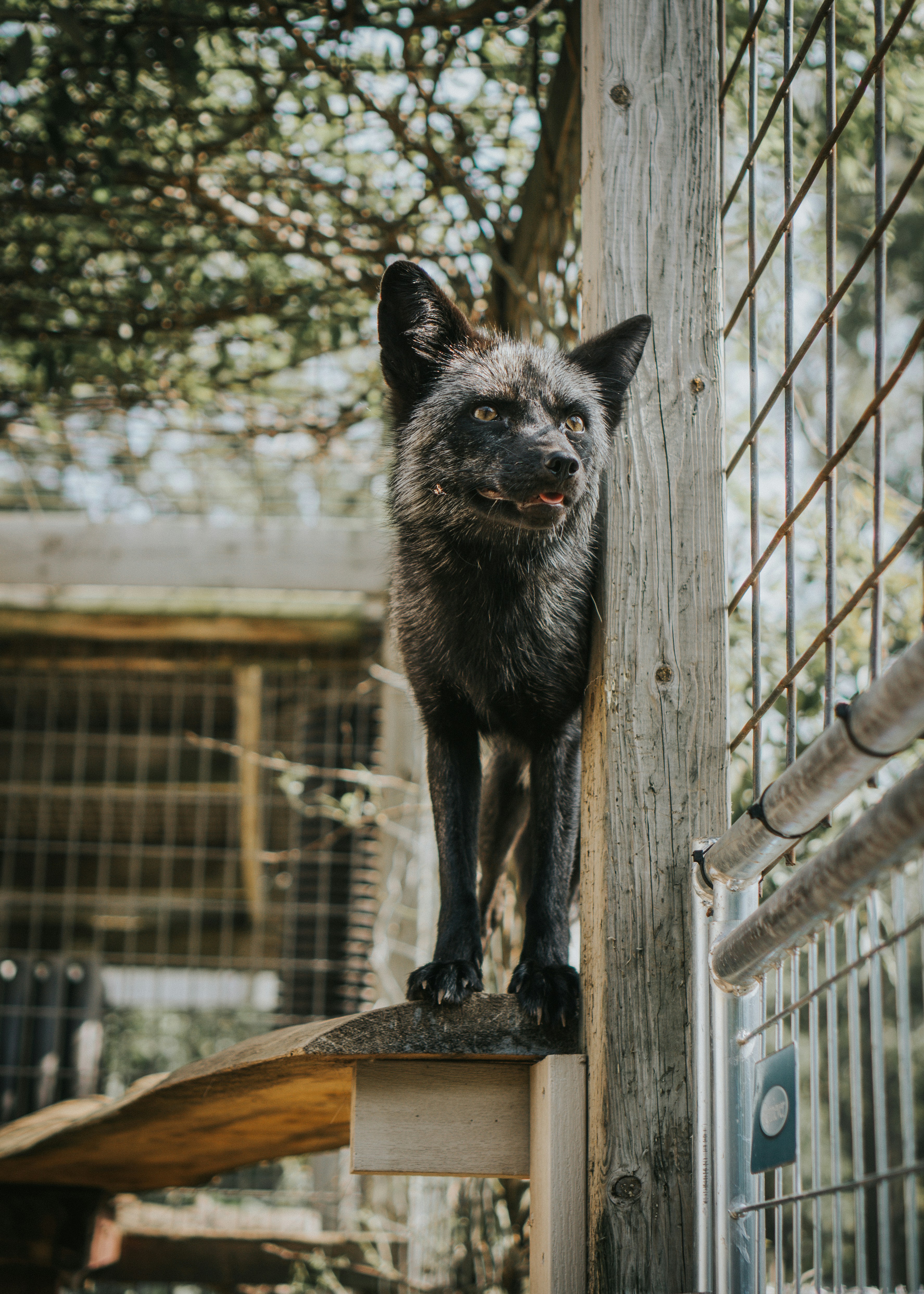 A black fox perches on a wooden ledge, gazing intently with a mix of curiosity and alertness. The surrounding enclosure hints at a wildlife sanctuary environment.