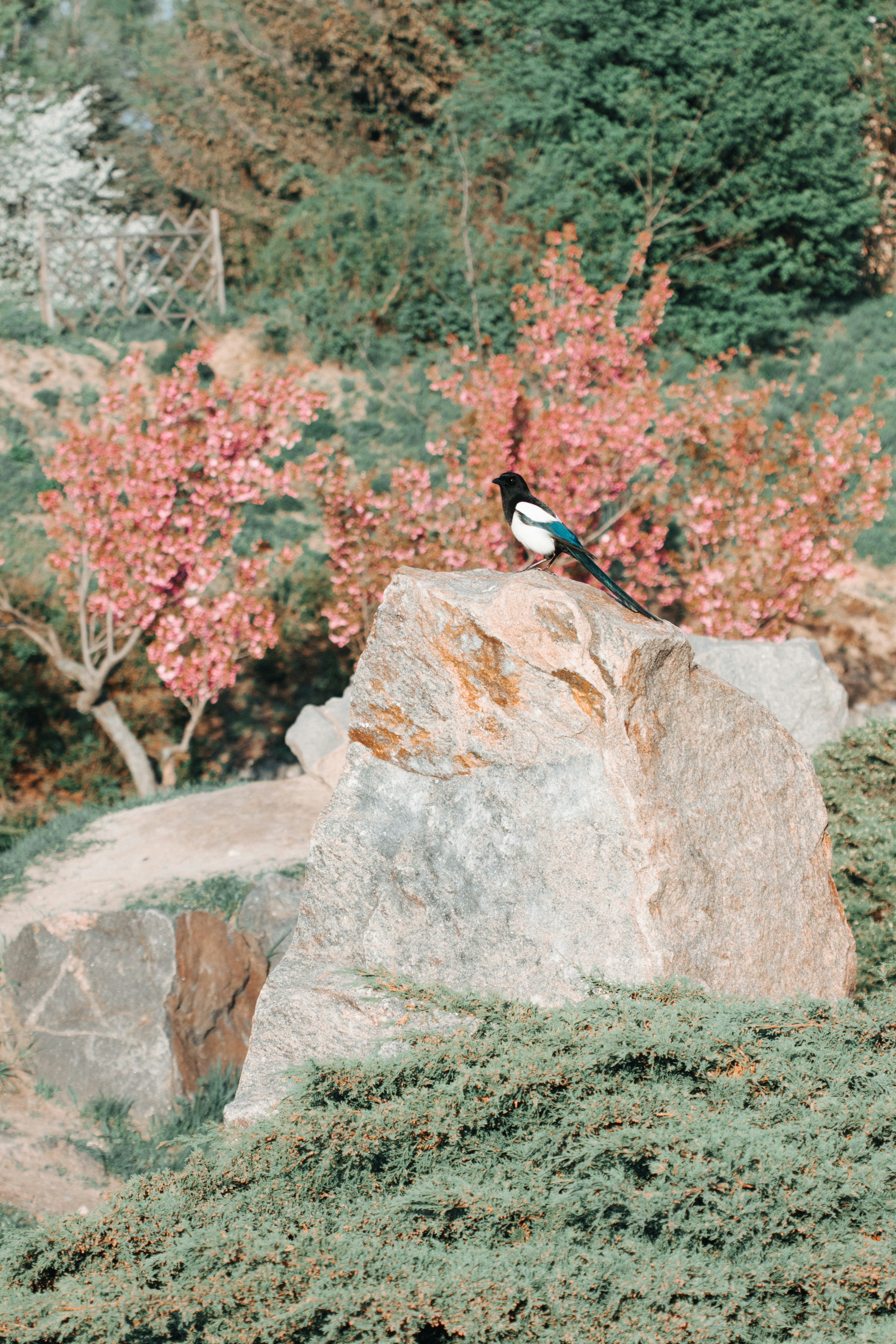 Magpie on a Weathered Boulder Amid Spring Blossom Panorama