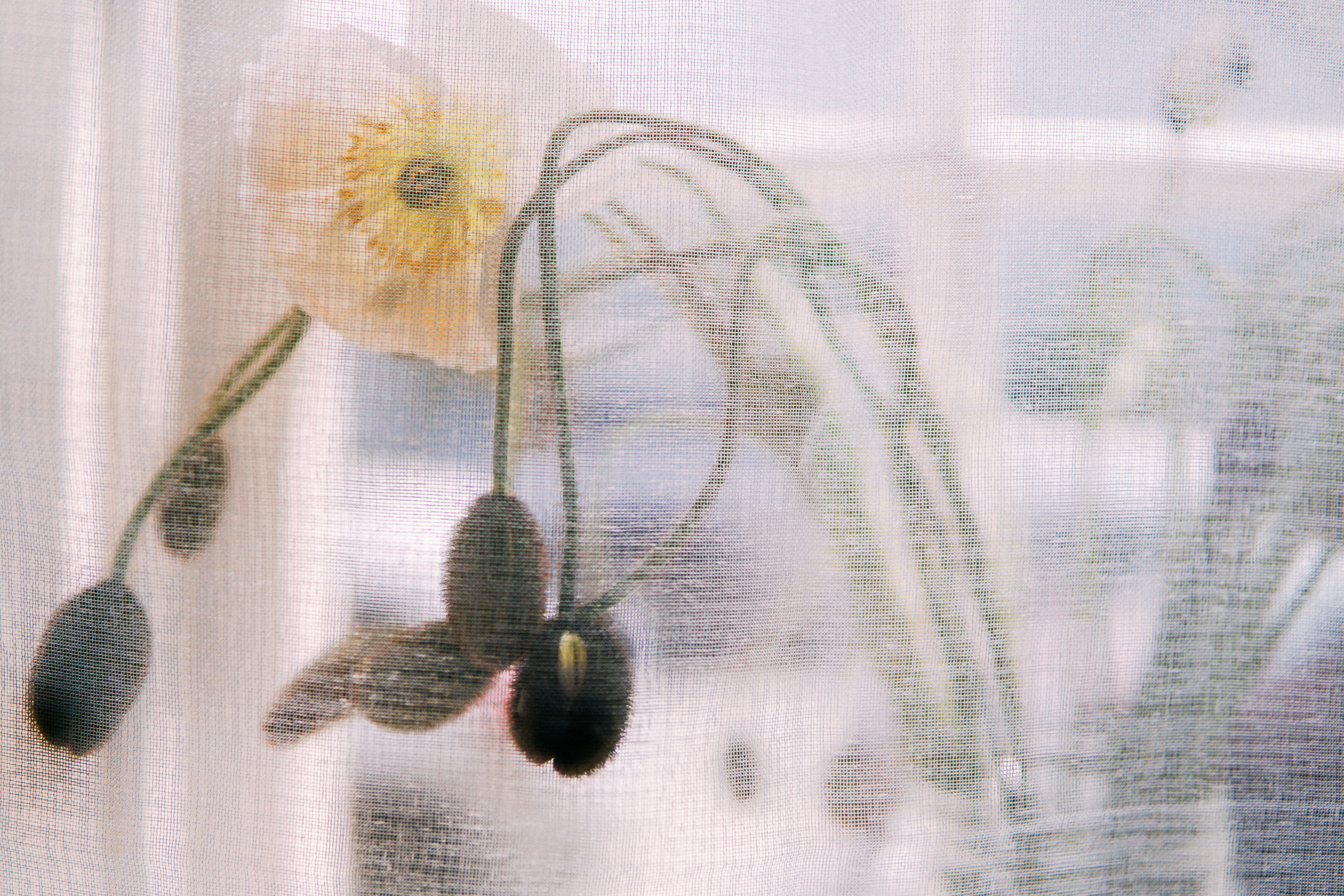 Veiled Bloom Through Sheer Light