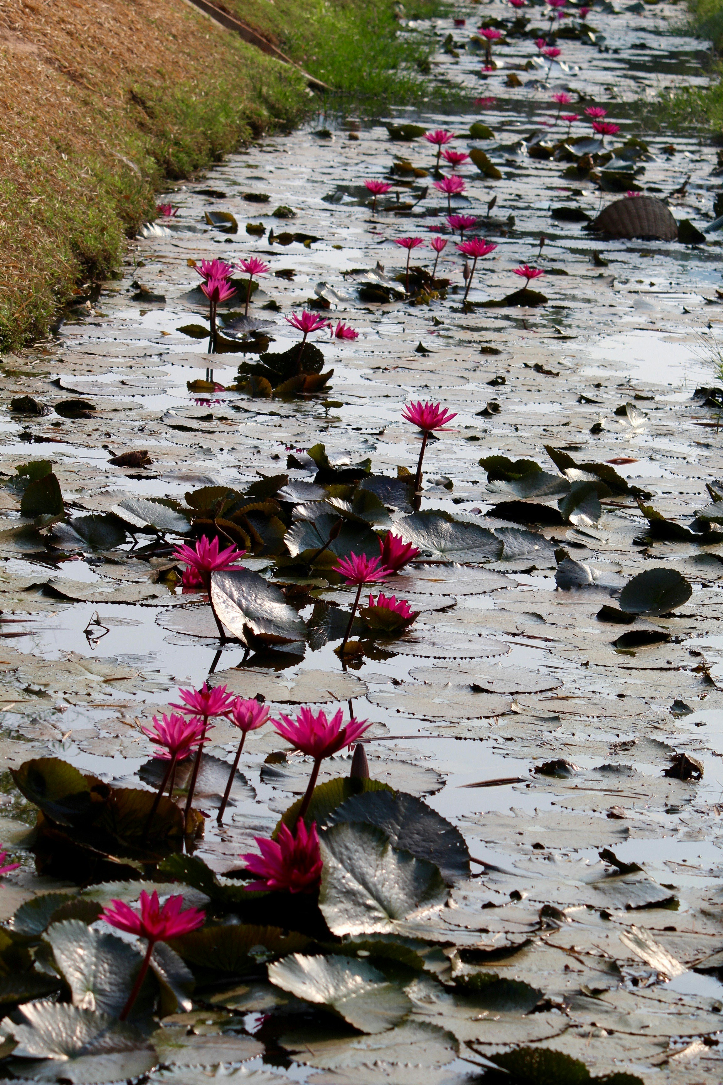 Magenta Row of Water Lilies Across a Quiet Pond