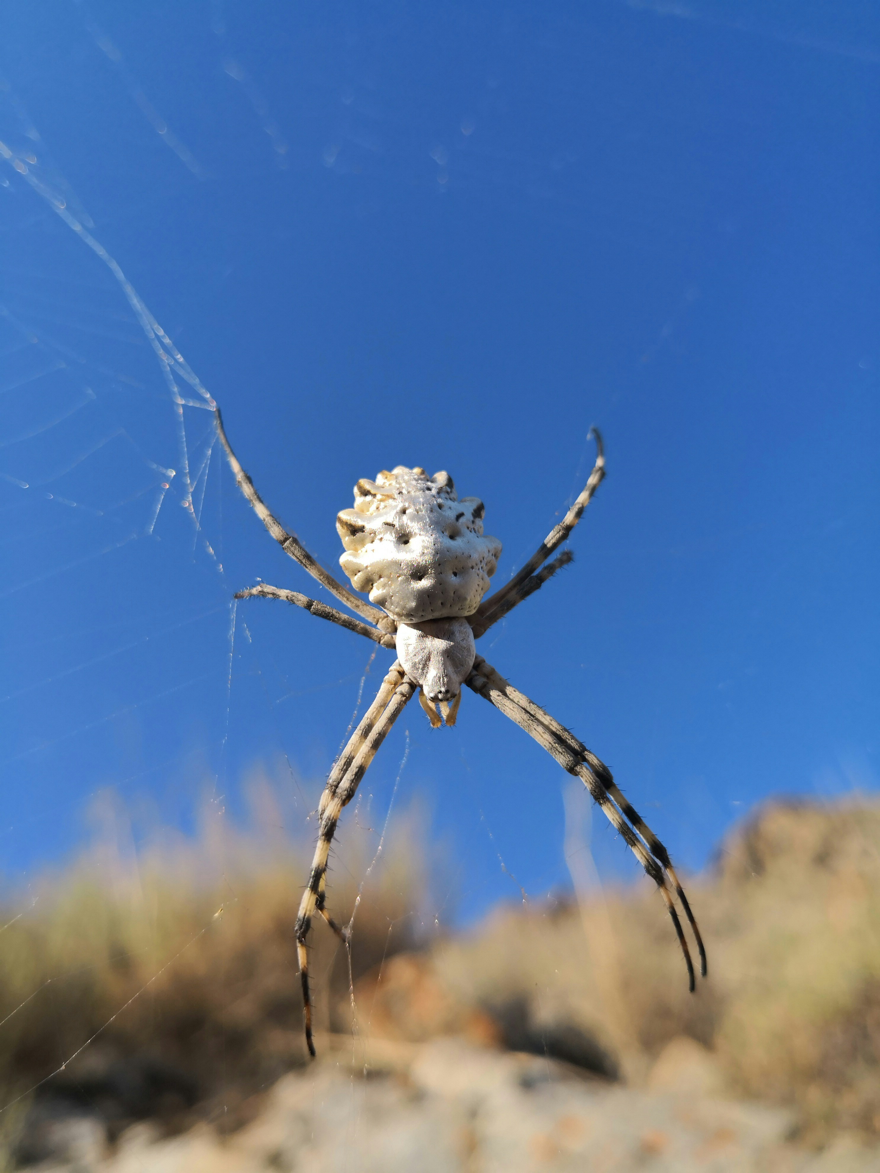 Close-up of an orb-weaver spider suspended in its web against a clear blue sky.