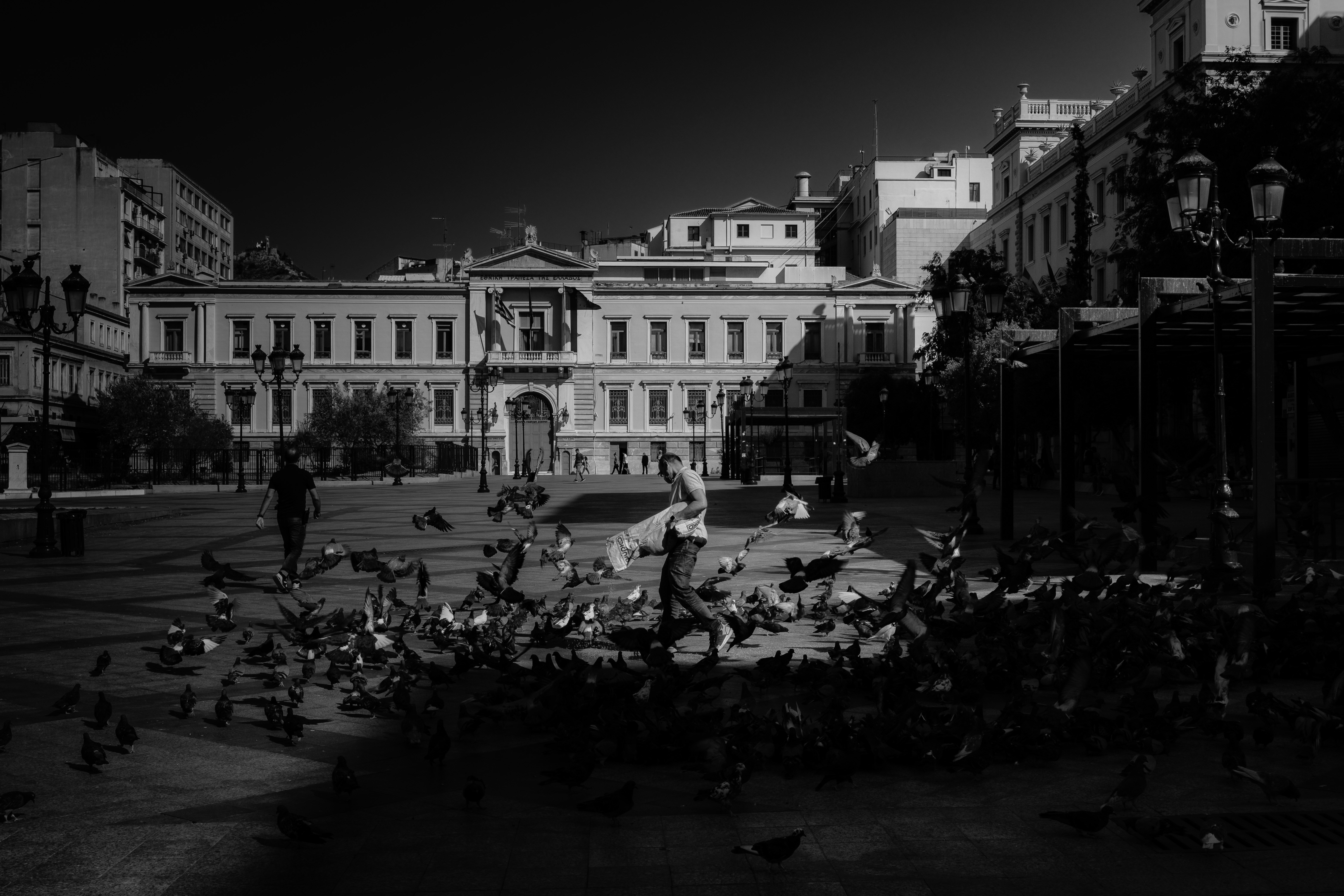 Pigeons in a Sunlit Plaza: A Moment of Quiet Amid City Motion