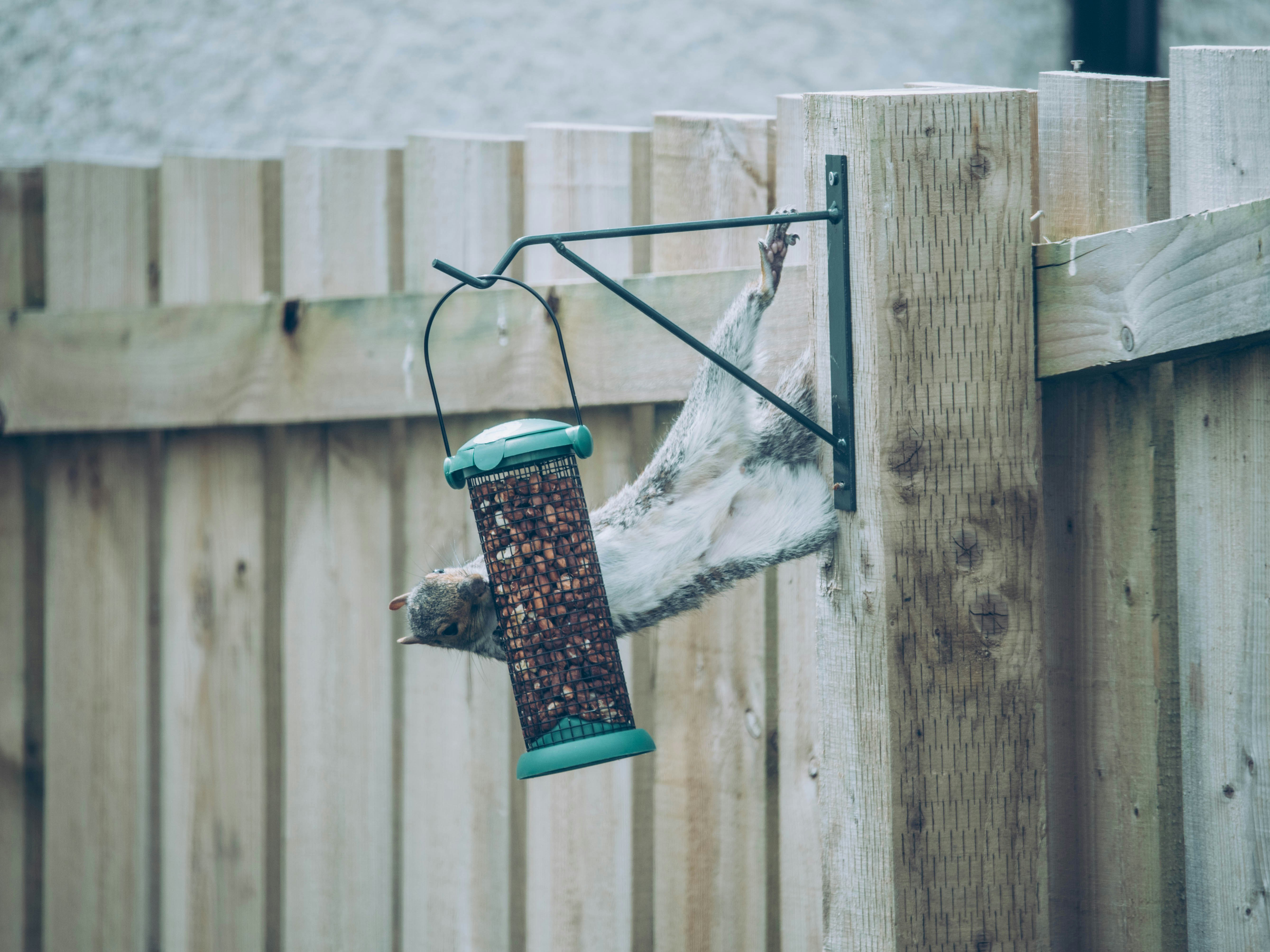 Bird Feeder in a Quiet Backyard Corridor