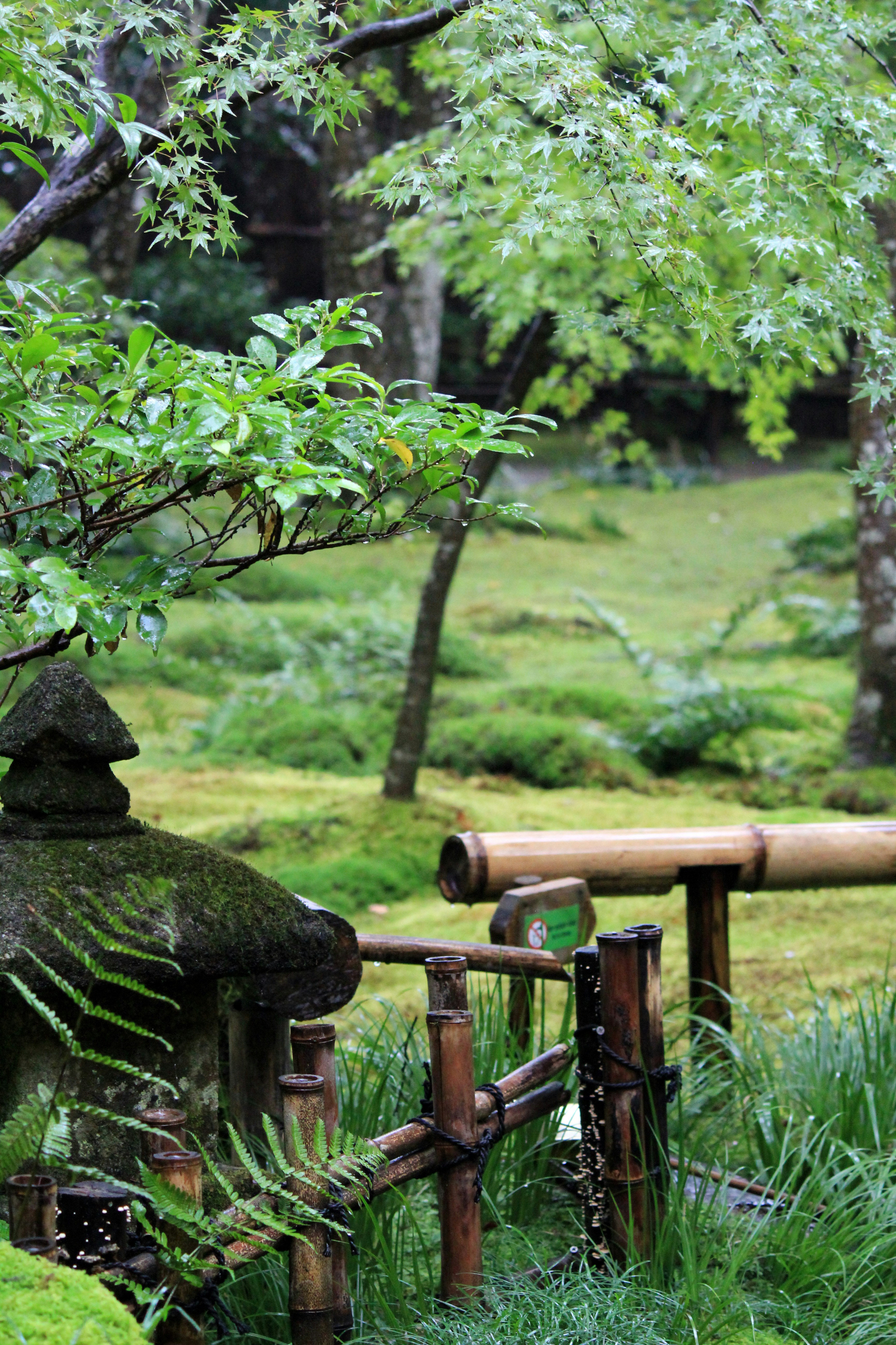 Bamboo Fence Under a Maple Canopy: Mossy Quietude in a Japanese-Inspired Garden