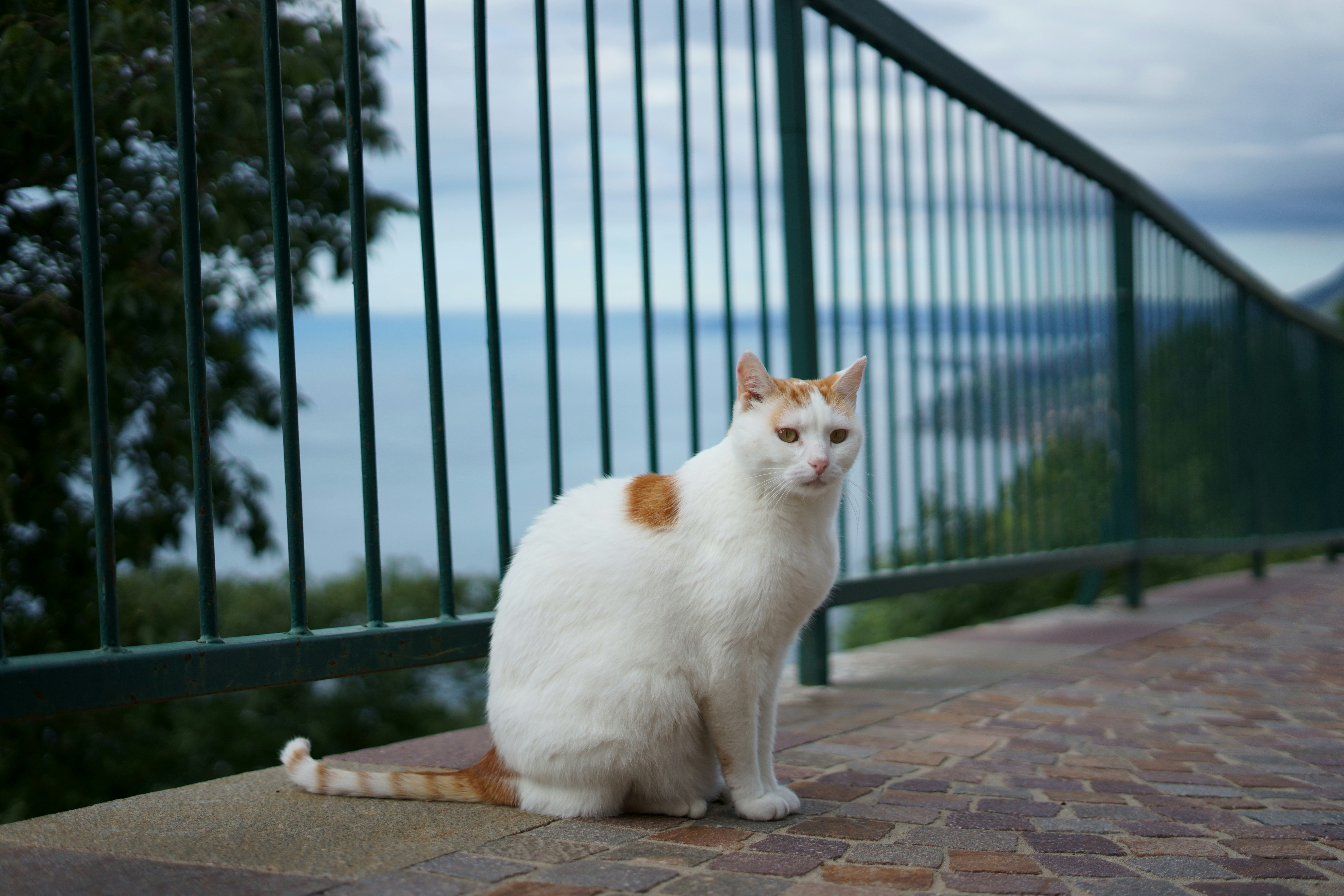 Railside Quiet: A White Cat Keeps Watch by the Lake