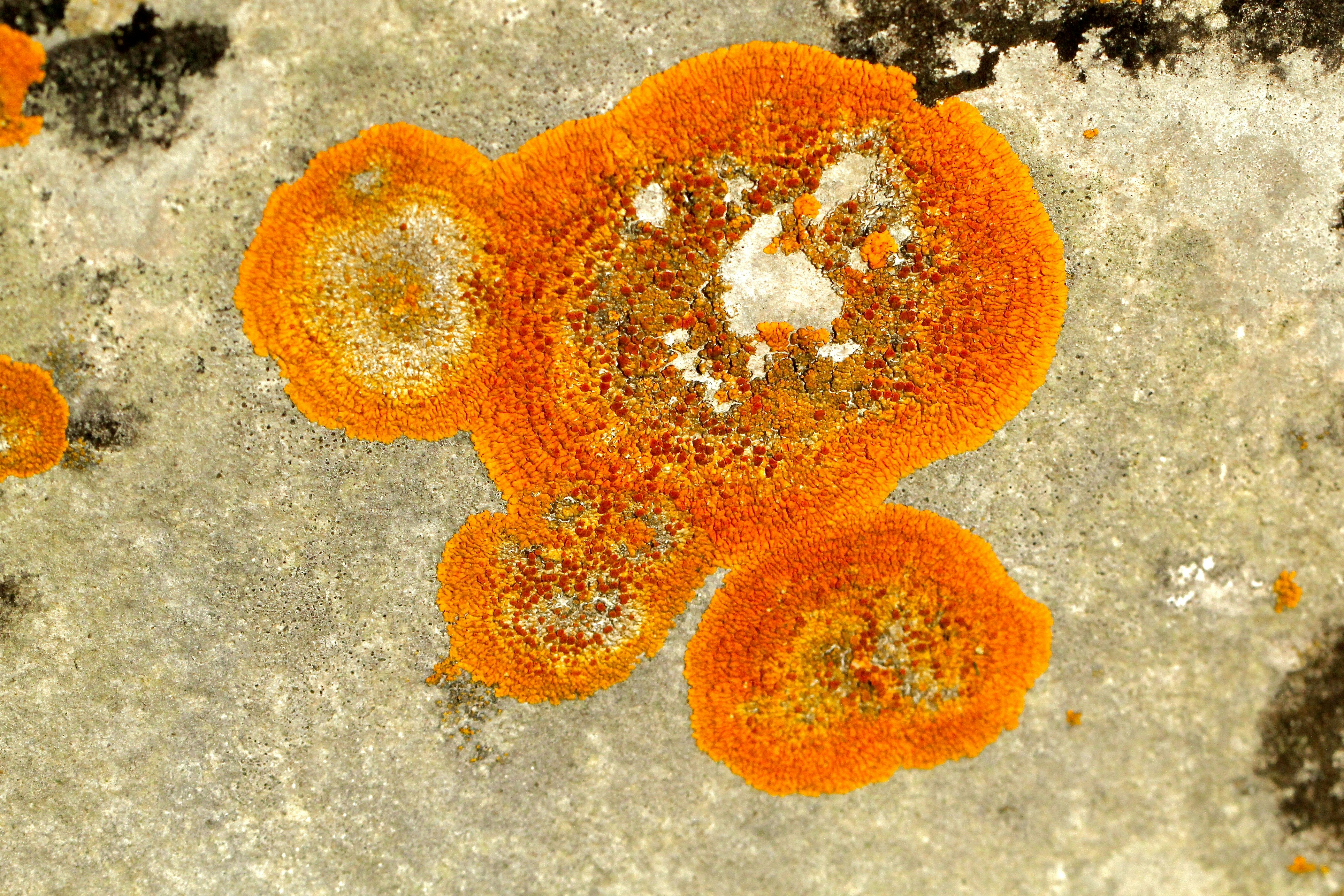 Bright orange lichen clusters on a textured stone surface, showcasing intricate patterns and natural beauty.