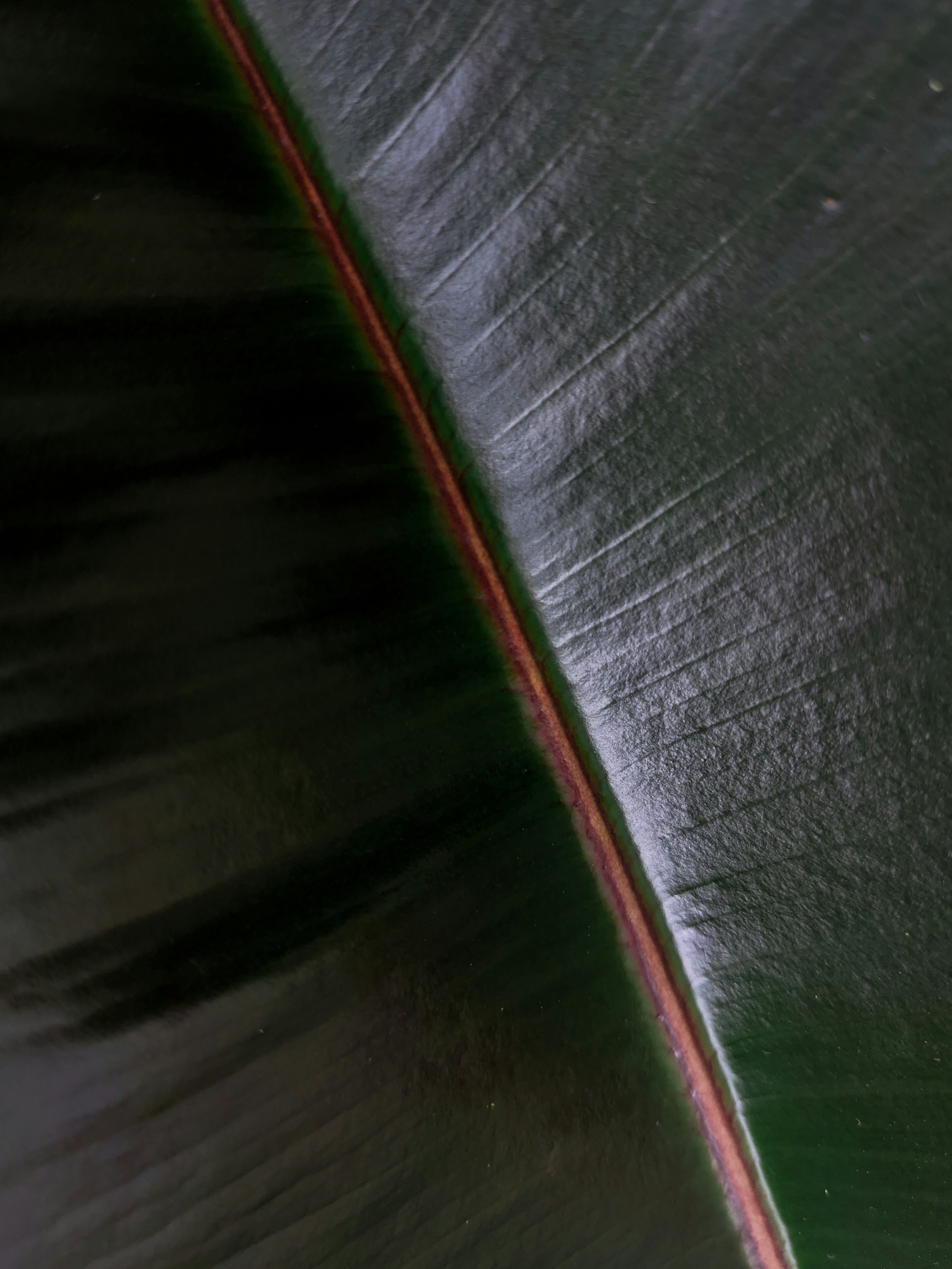 Close-up photograph of a leaf edge showing a thin red midrib and a glossy, textured surface.