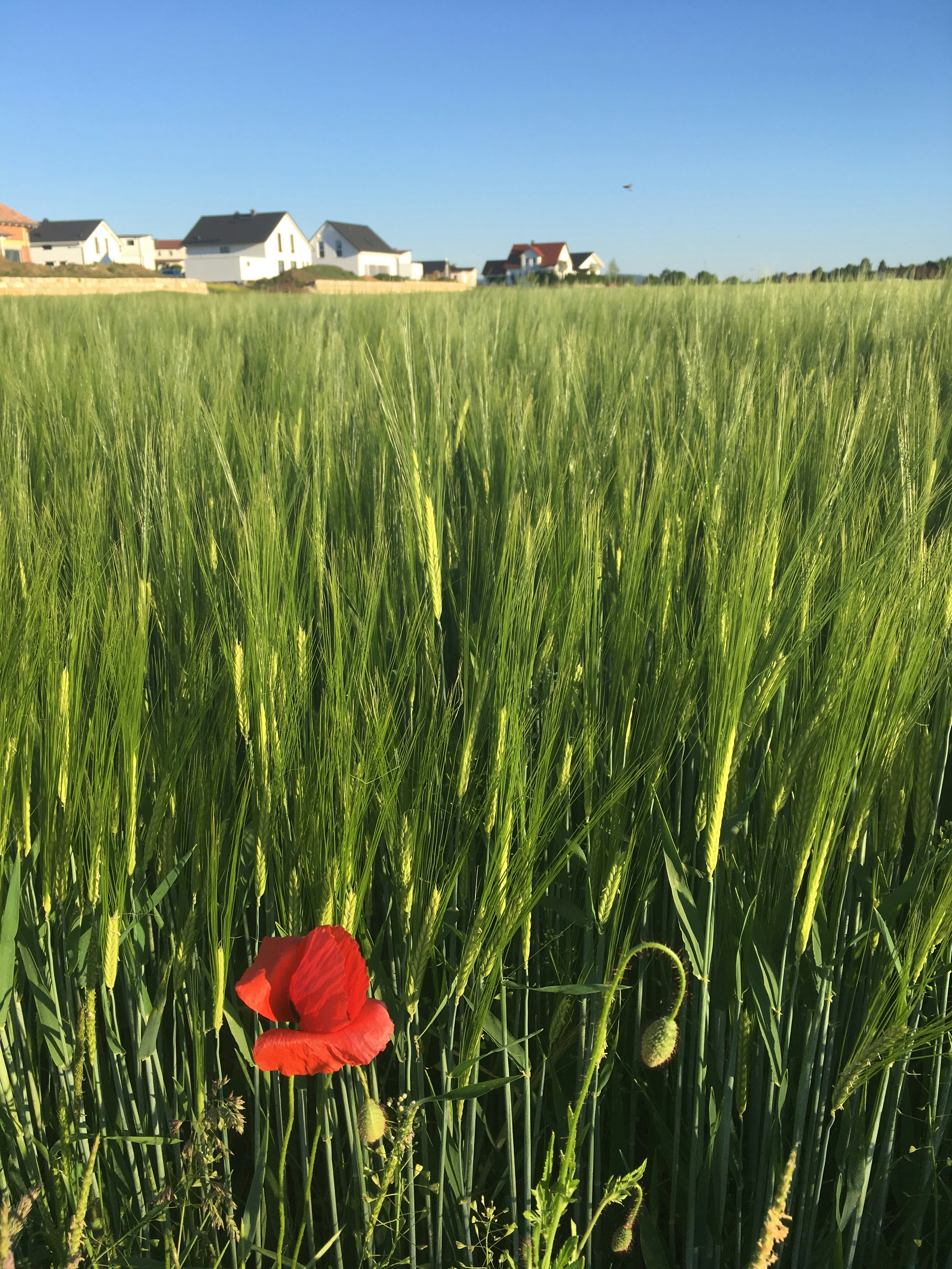 Rose Field Pictures | Download Free Images on Unsplash