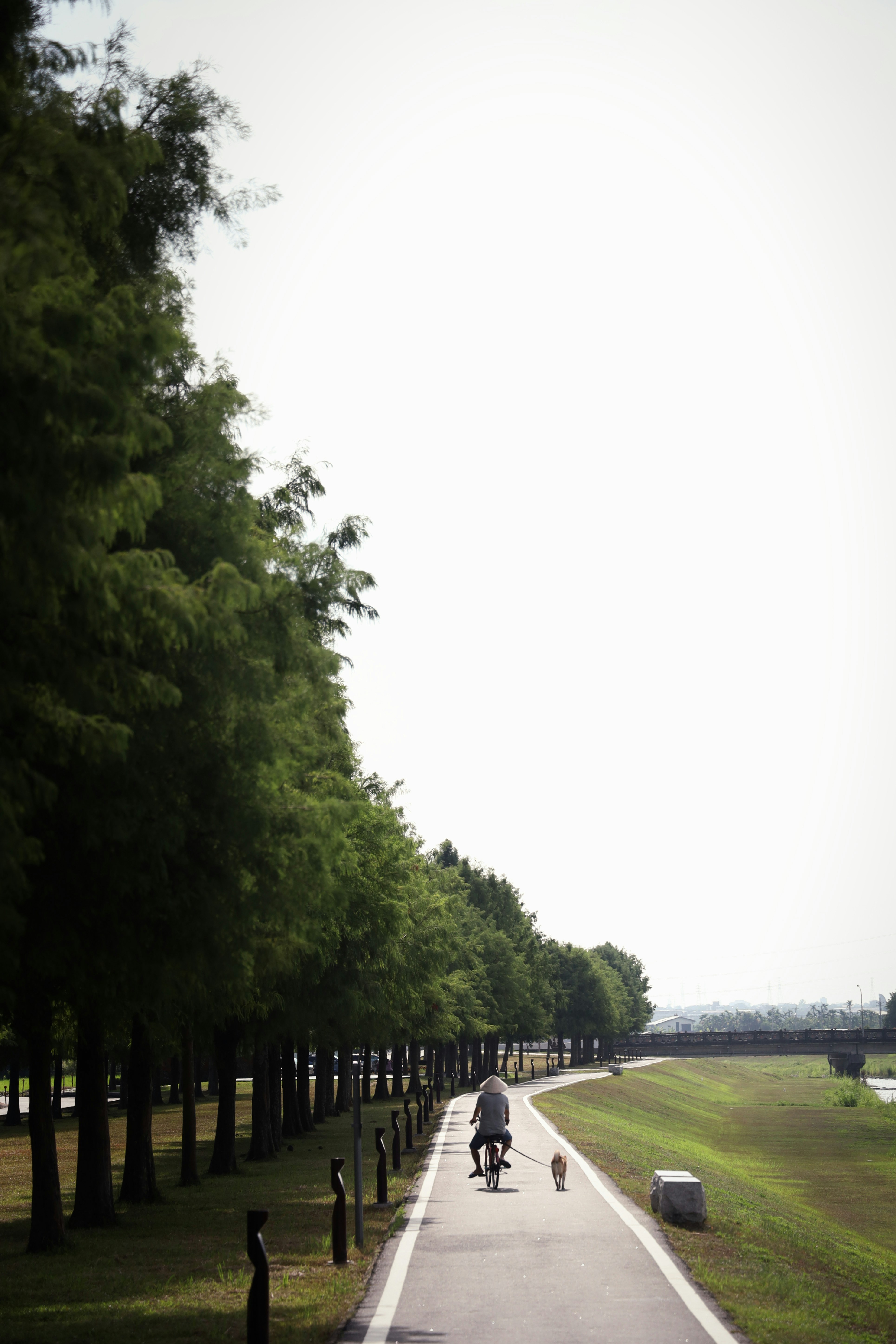 green trees on green grass field during daytime