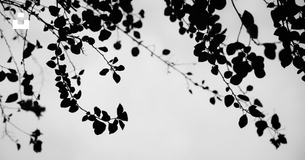 Black Leaves Under White Sky Photo Free Blue Image On Unsplash