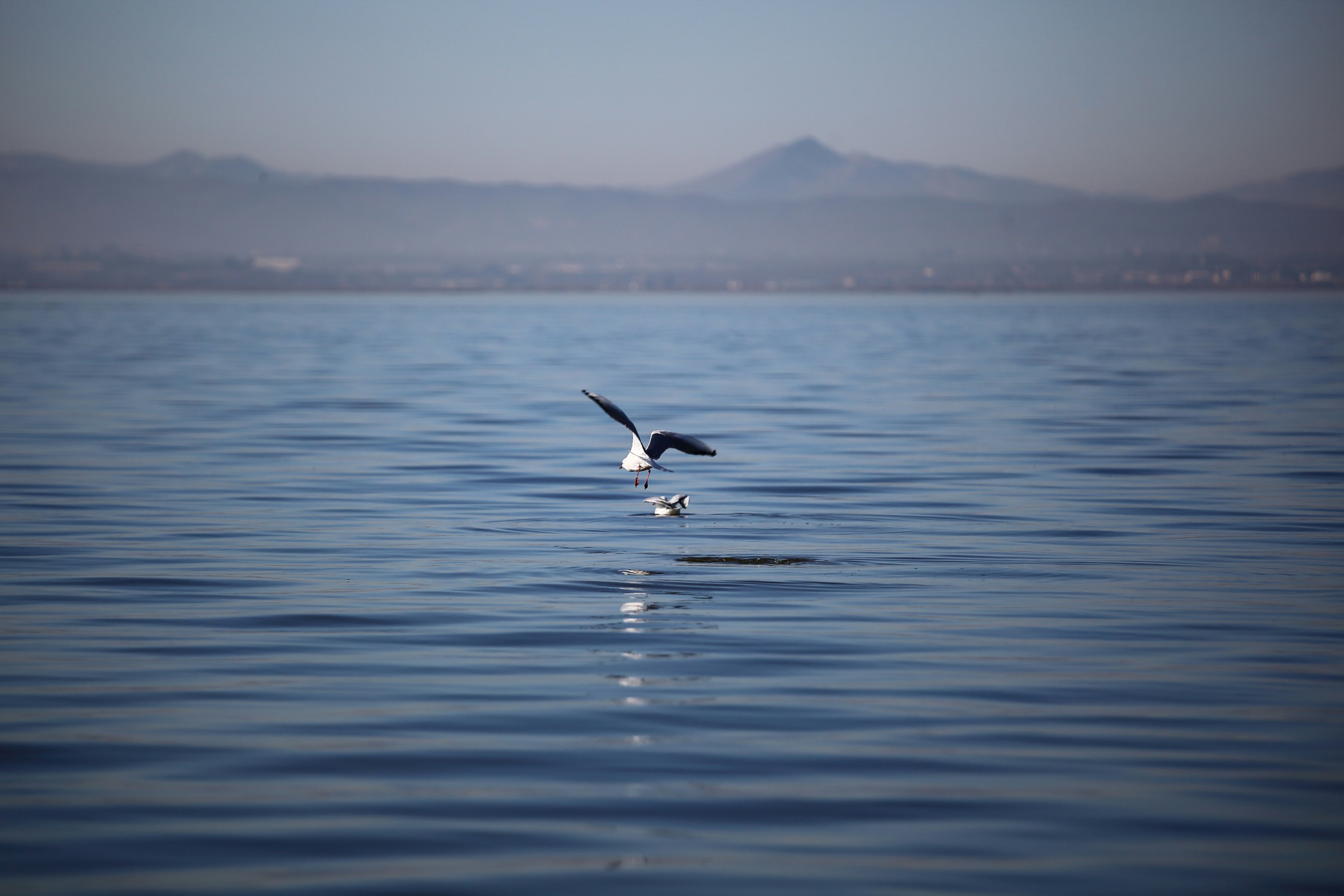 Glassy Lake Lift-off: A Seagull Traverses the Quiet Horizon