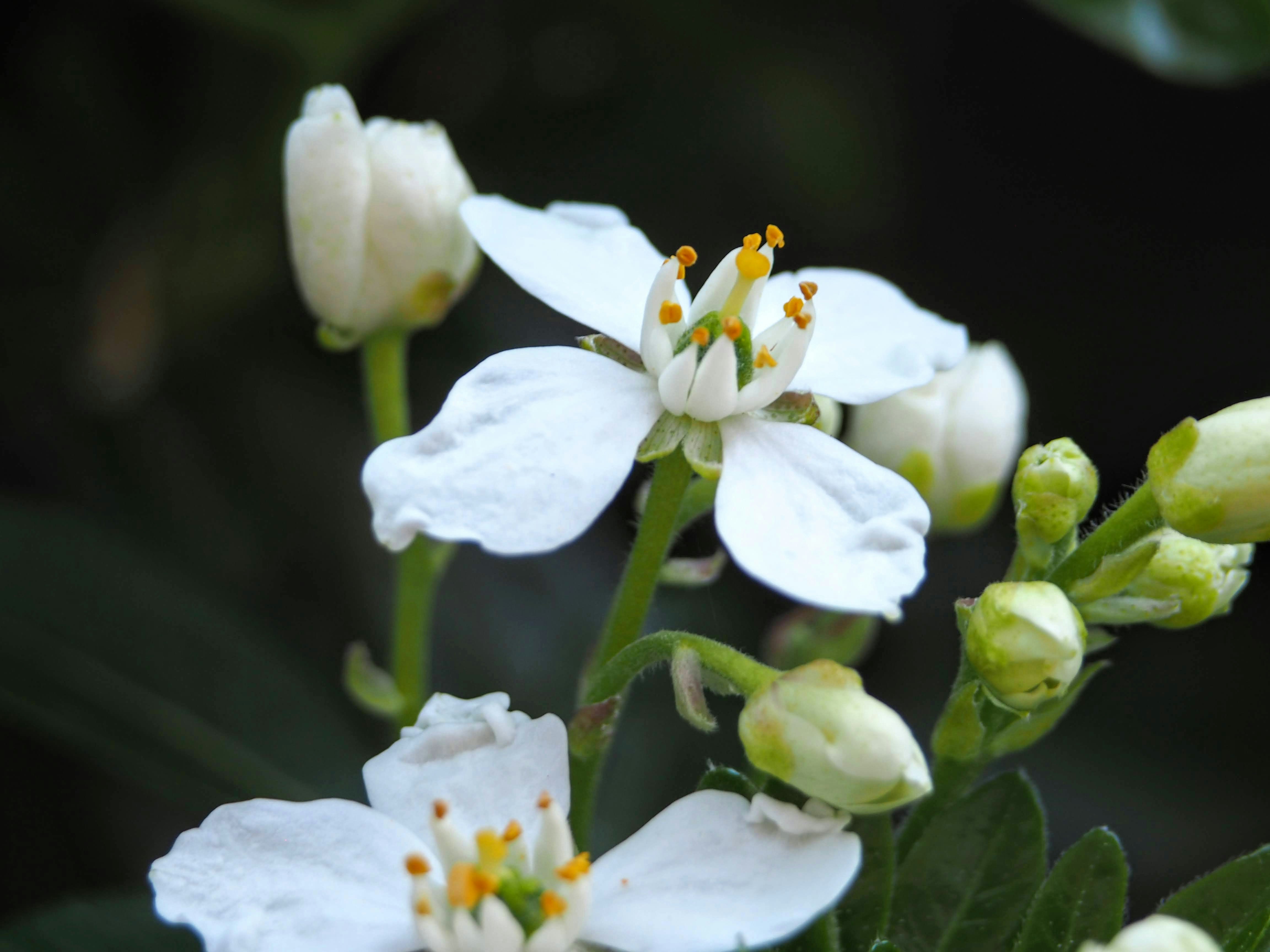 Close-up of white flowers showcasing intricate details and vibrant stamens against a dark backdrop.