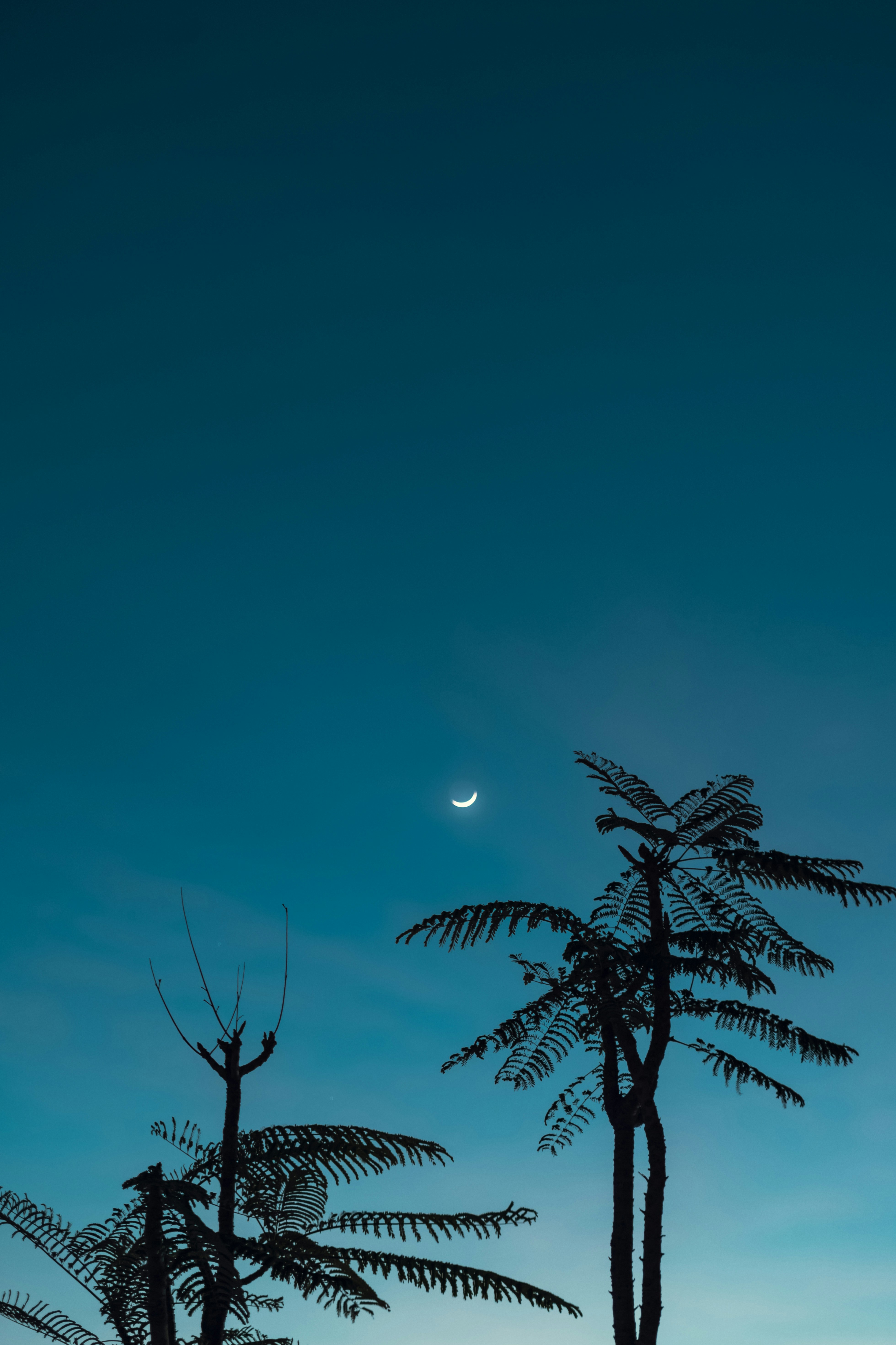 Crescent Above Velvet Sky: Fern Silhouettes in Twilight