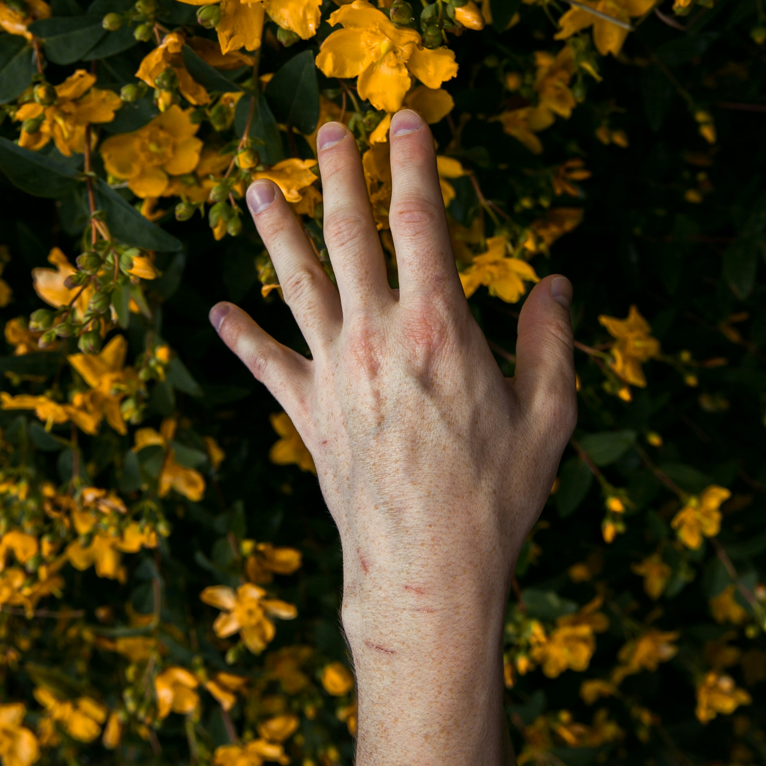A hand gently reaching towards vibrant yellow flowers, surrounded by lush green foliage.