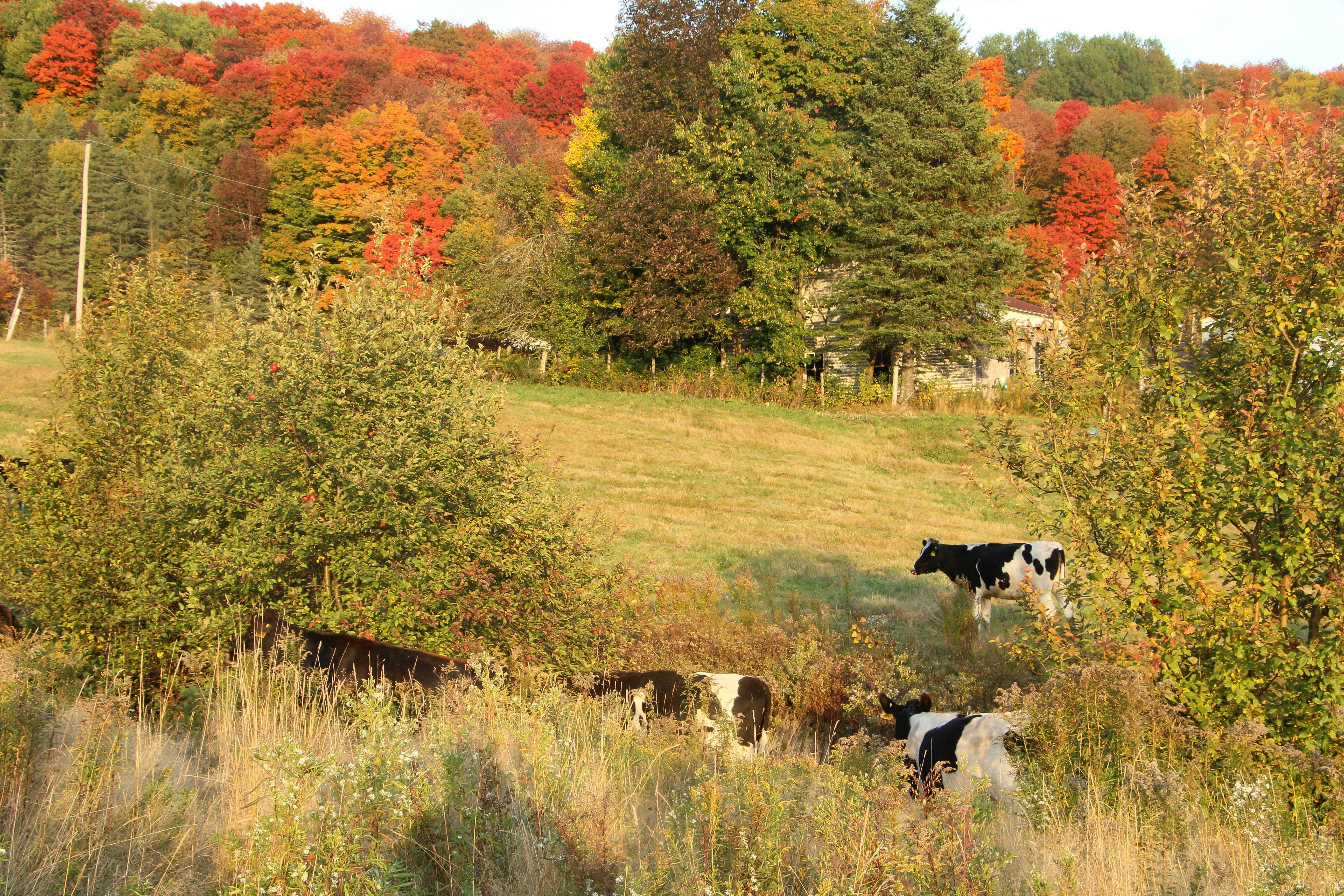 Pasture Mosaic: Cows Beneath a Fall Palette