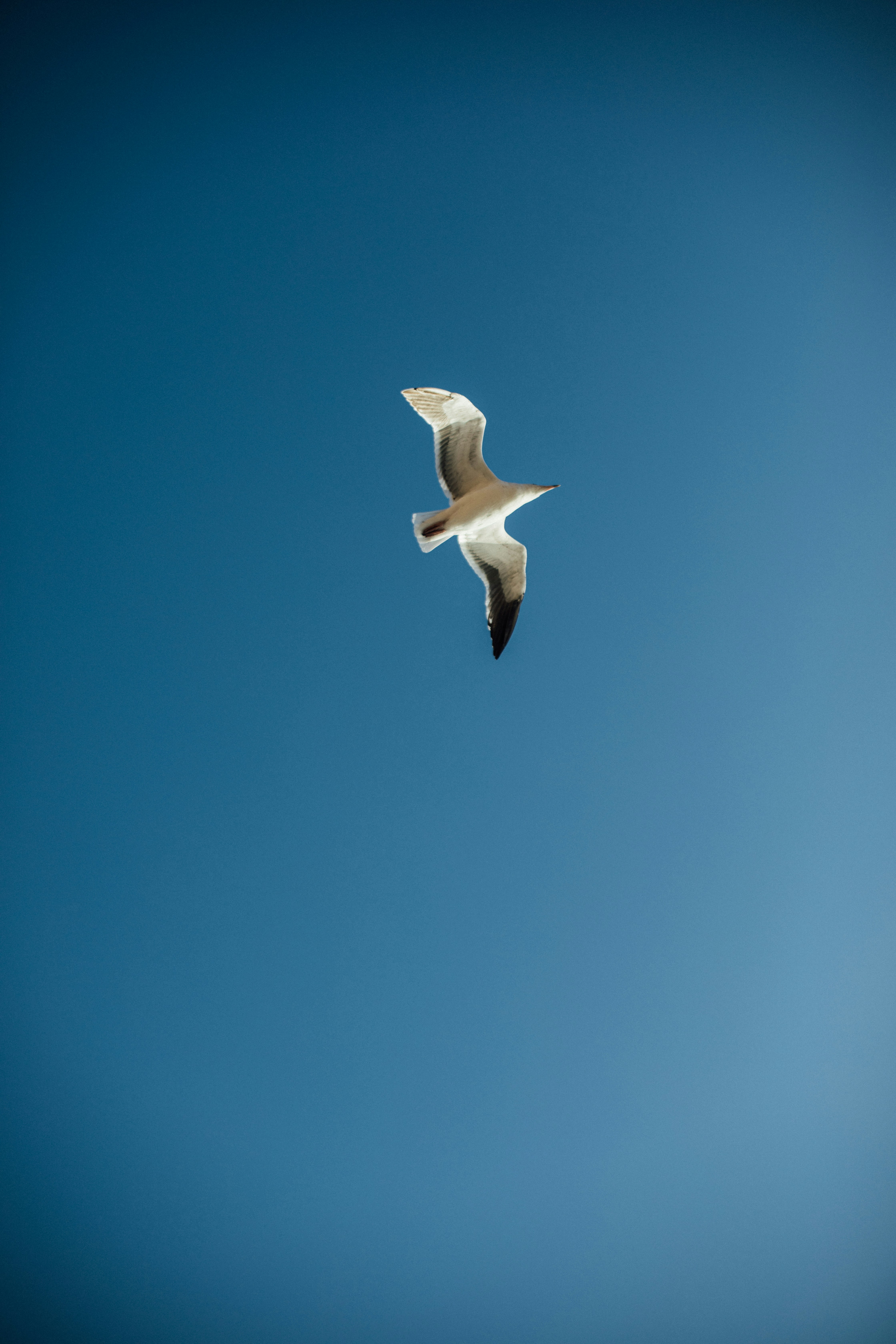 White bird flying under blue sky during daytime photo – Free Blue Image ...