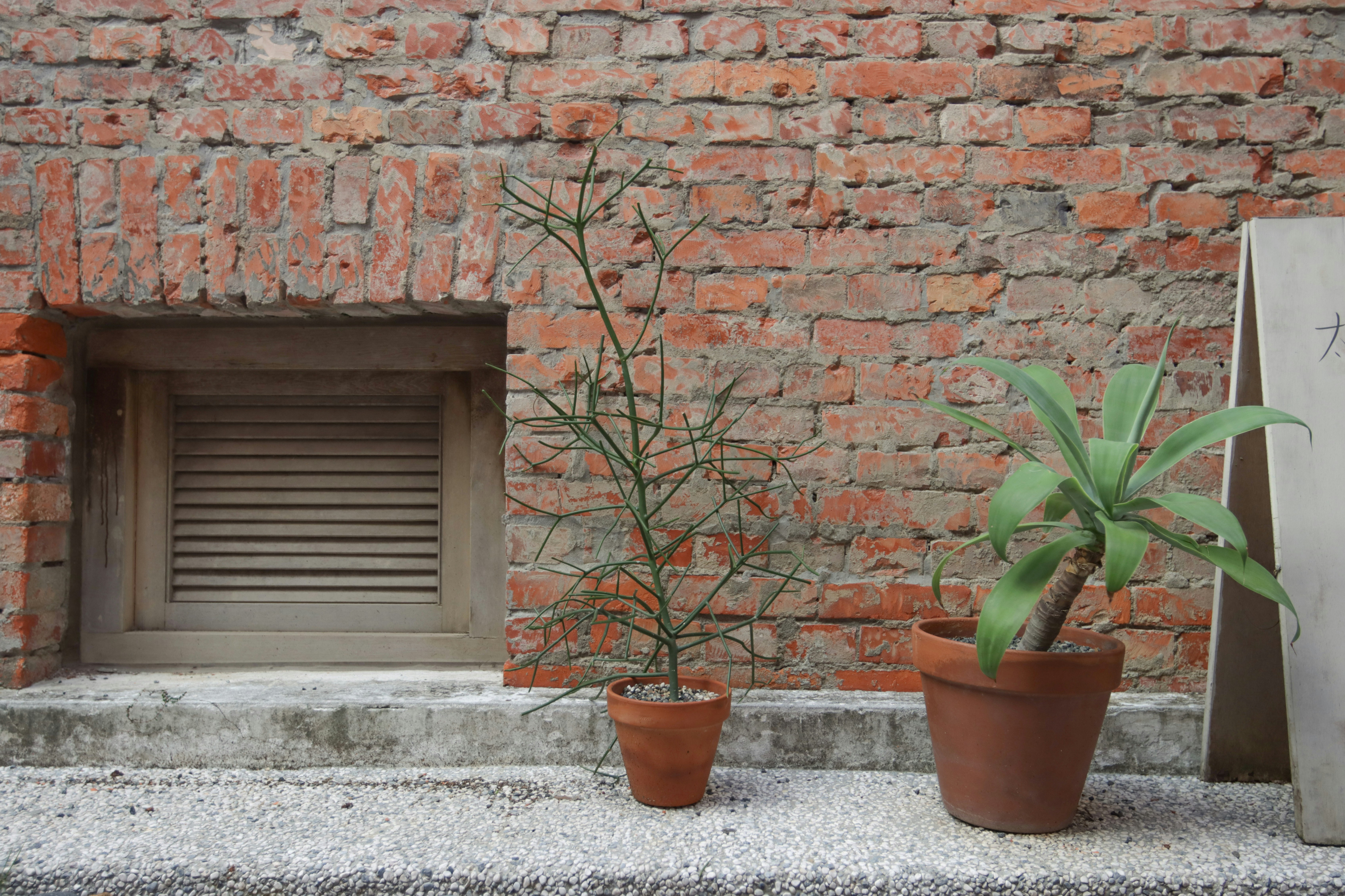 Slim-branched plant in terracotta pots before a weathered brick wall