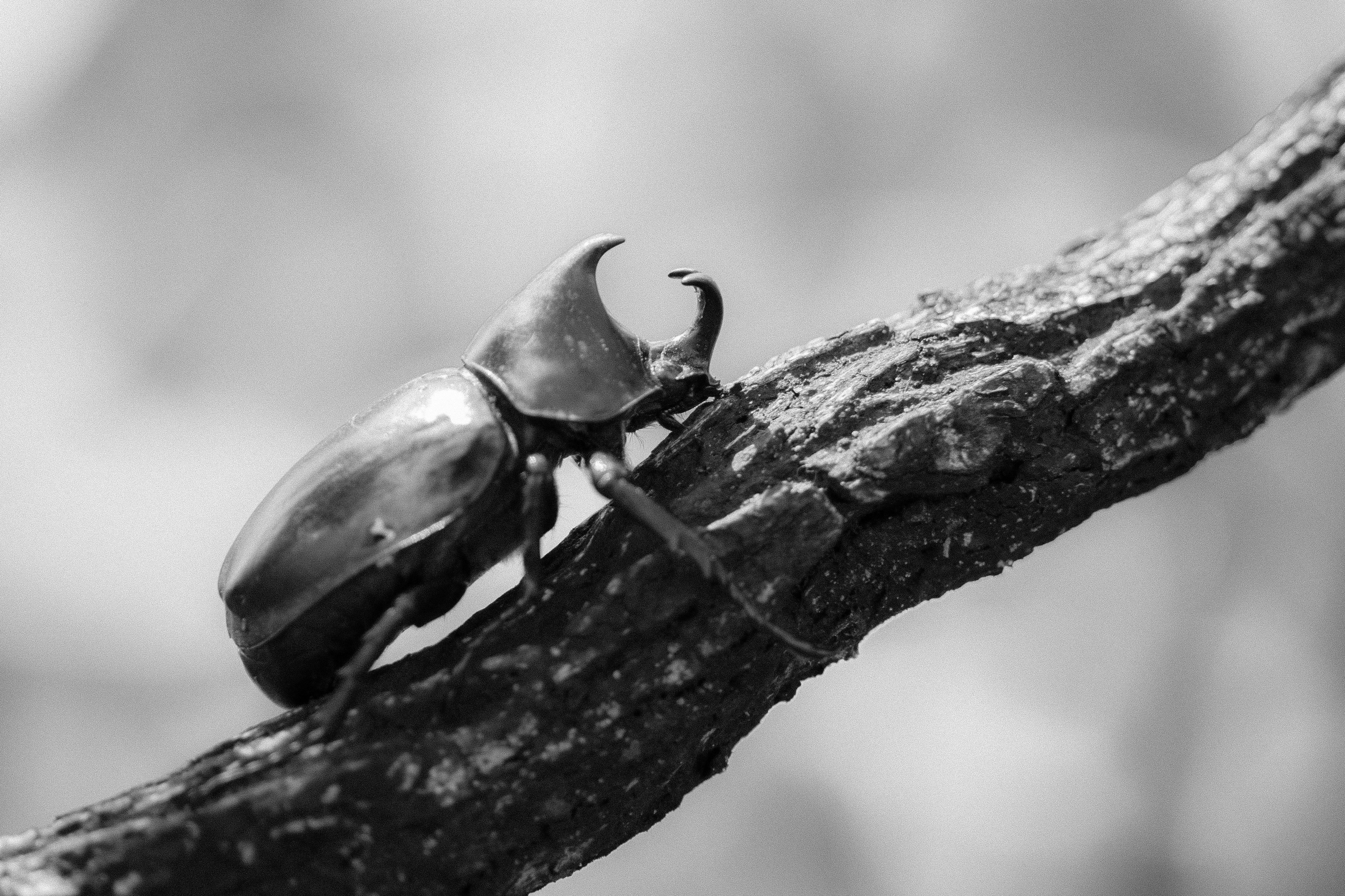 Dung Beetle Pictures | Download Free Images on Unsplash