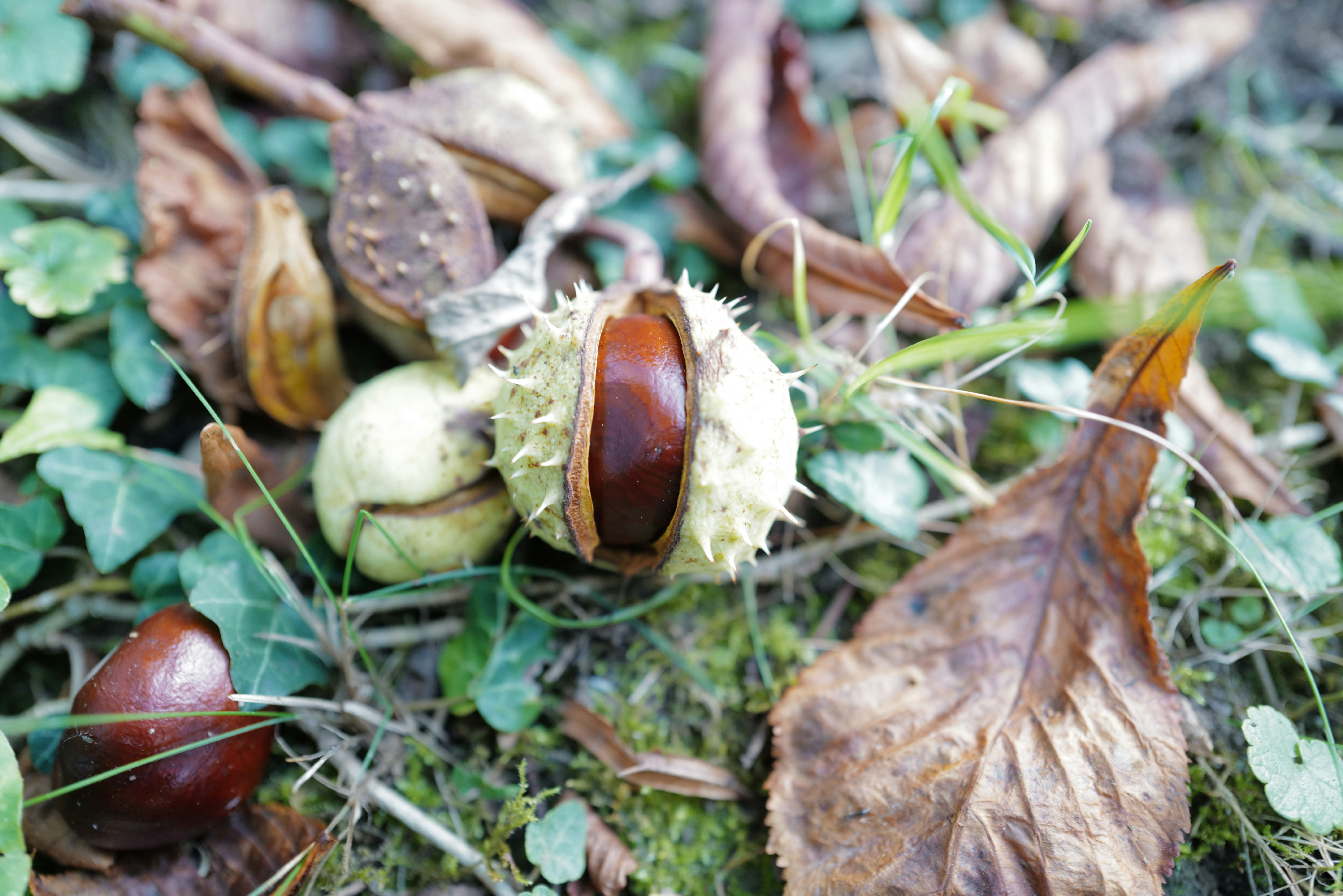 Chestnut in Its Spiky Husk Resting Among Fallen Leaves