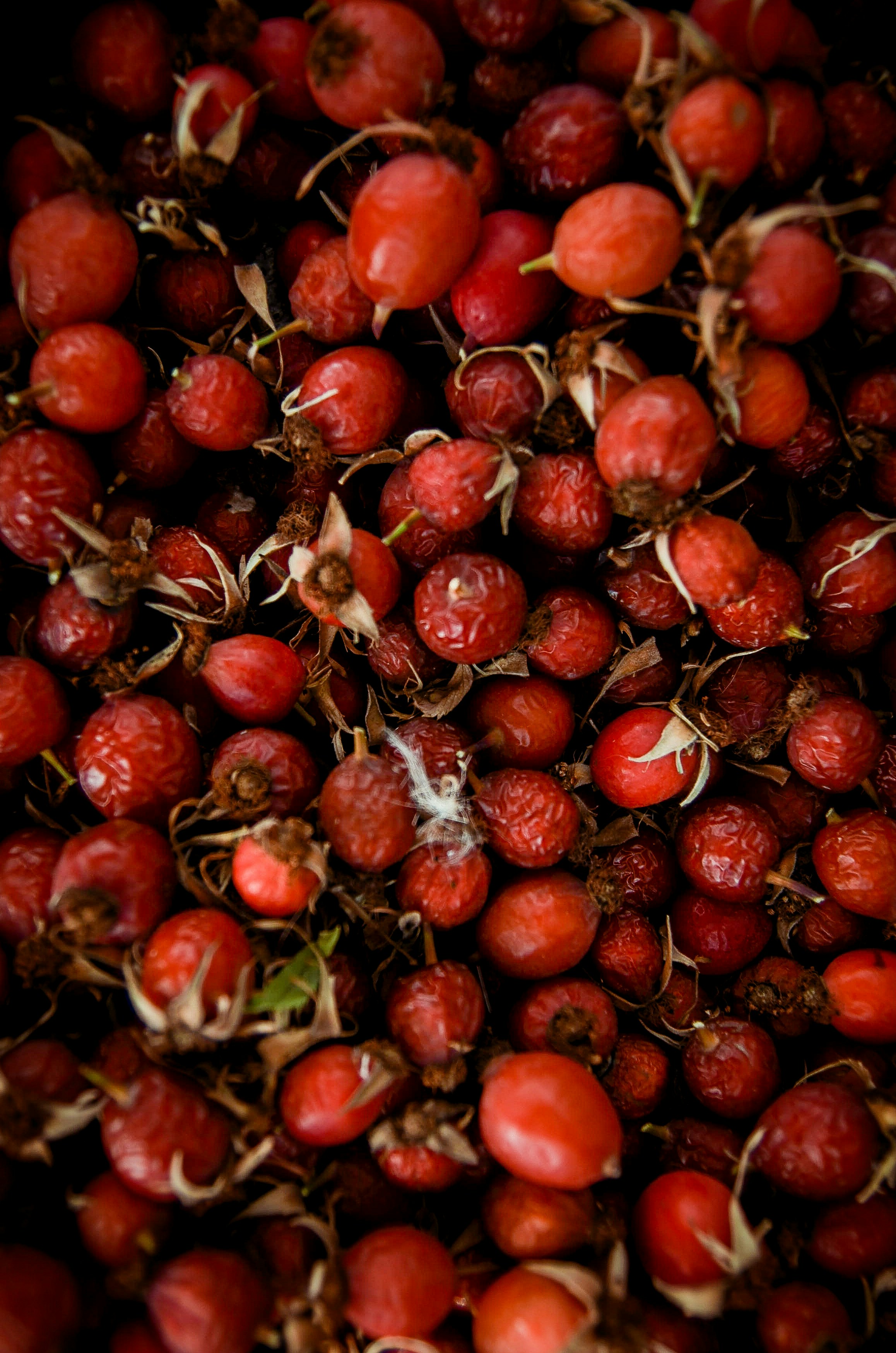 red round fruits on green grass during daytime