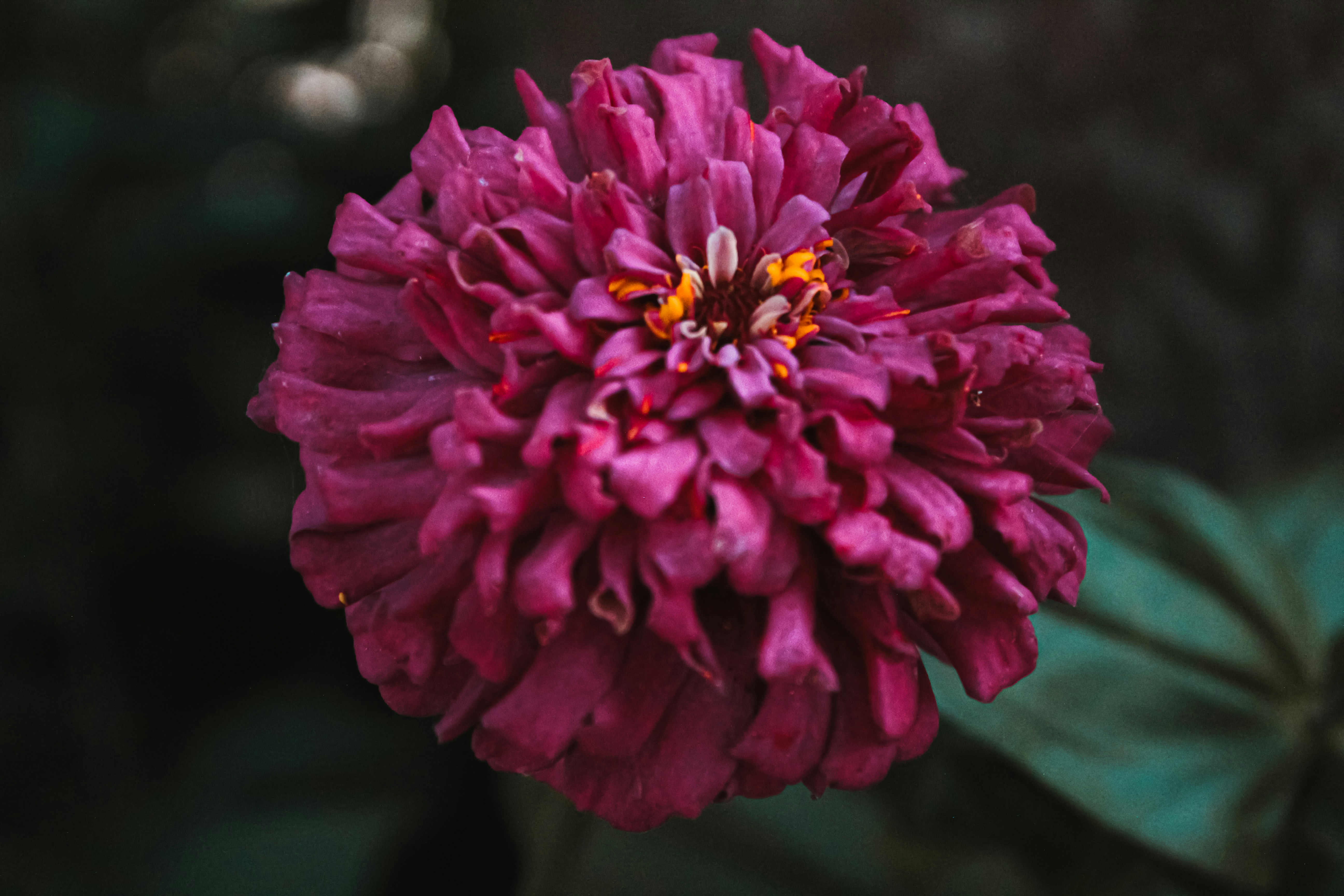 Vibrant pink zinnia flower with intricate petal layers and a contrasting dark background, showcasing its natural beauty.