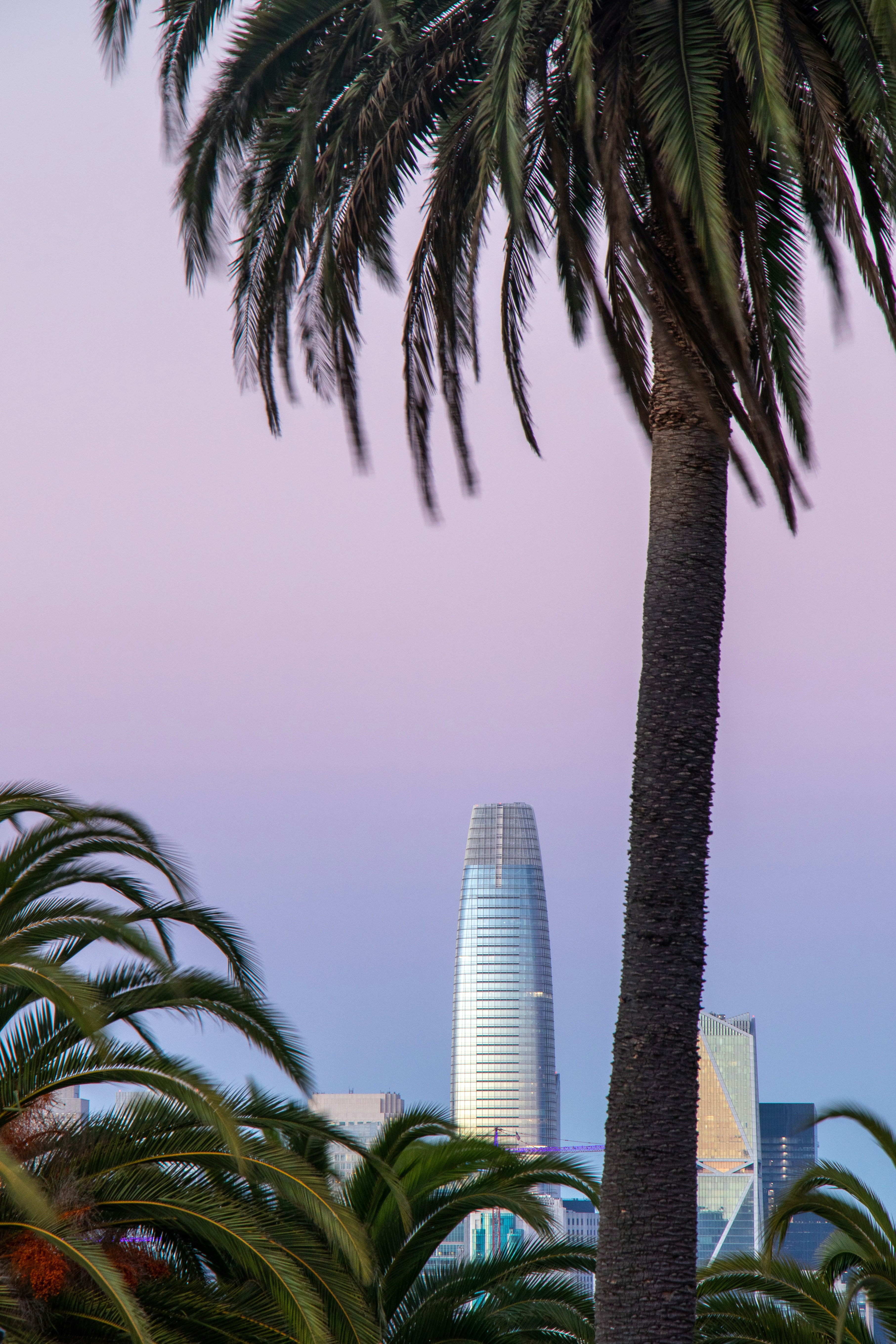 Palmier vert près d’un bâtiment en béton blanc pendant la journée photo ...