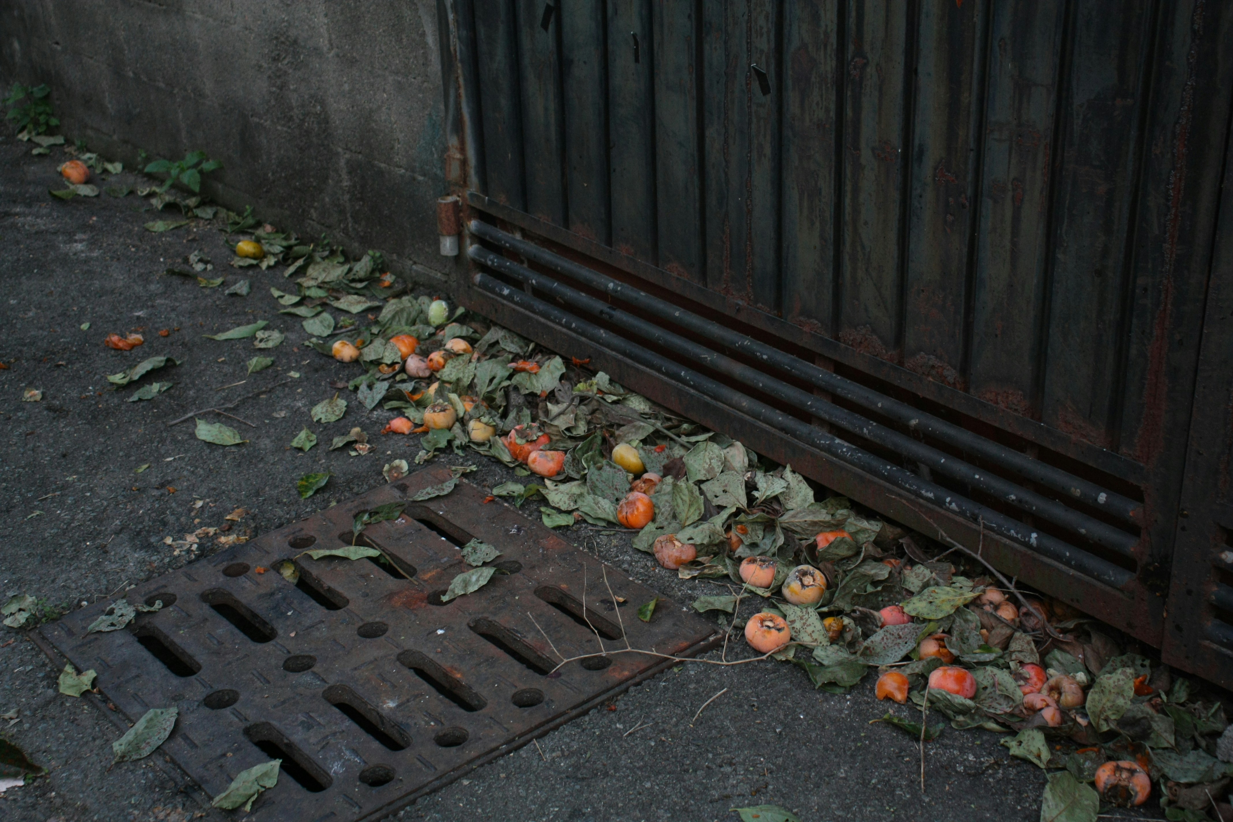 Urban Autumn: Tiny Pumpkins Gathered Along a Rain-Washed Drain