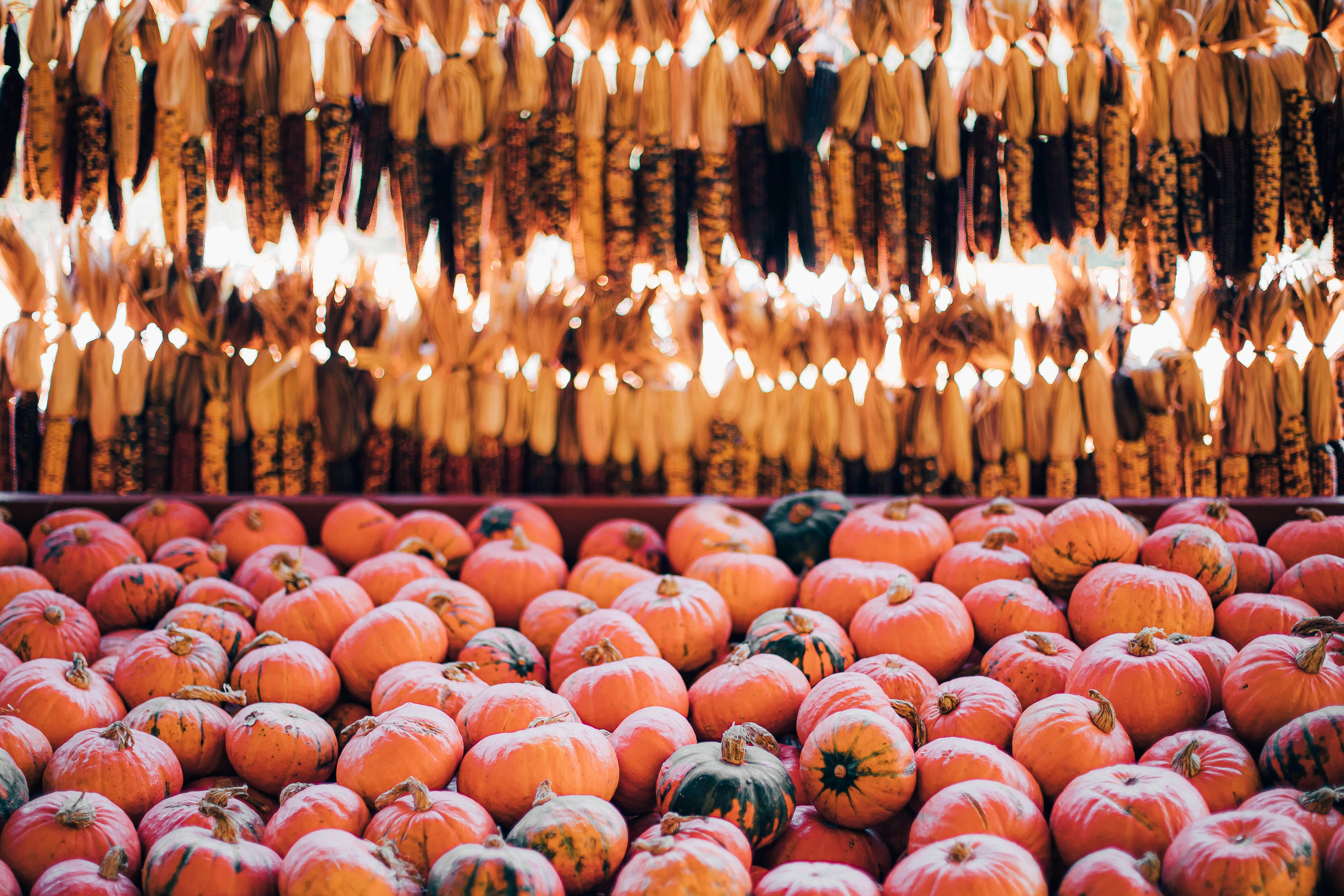 It's pumpkin season in Georgia!