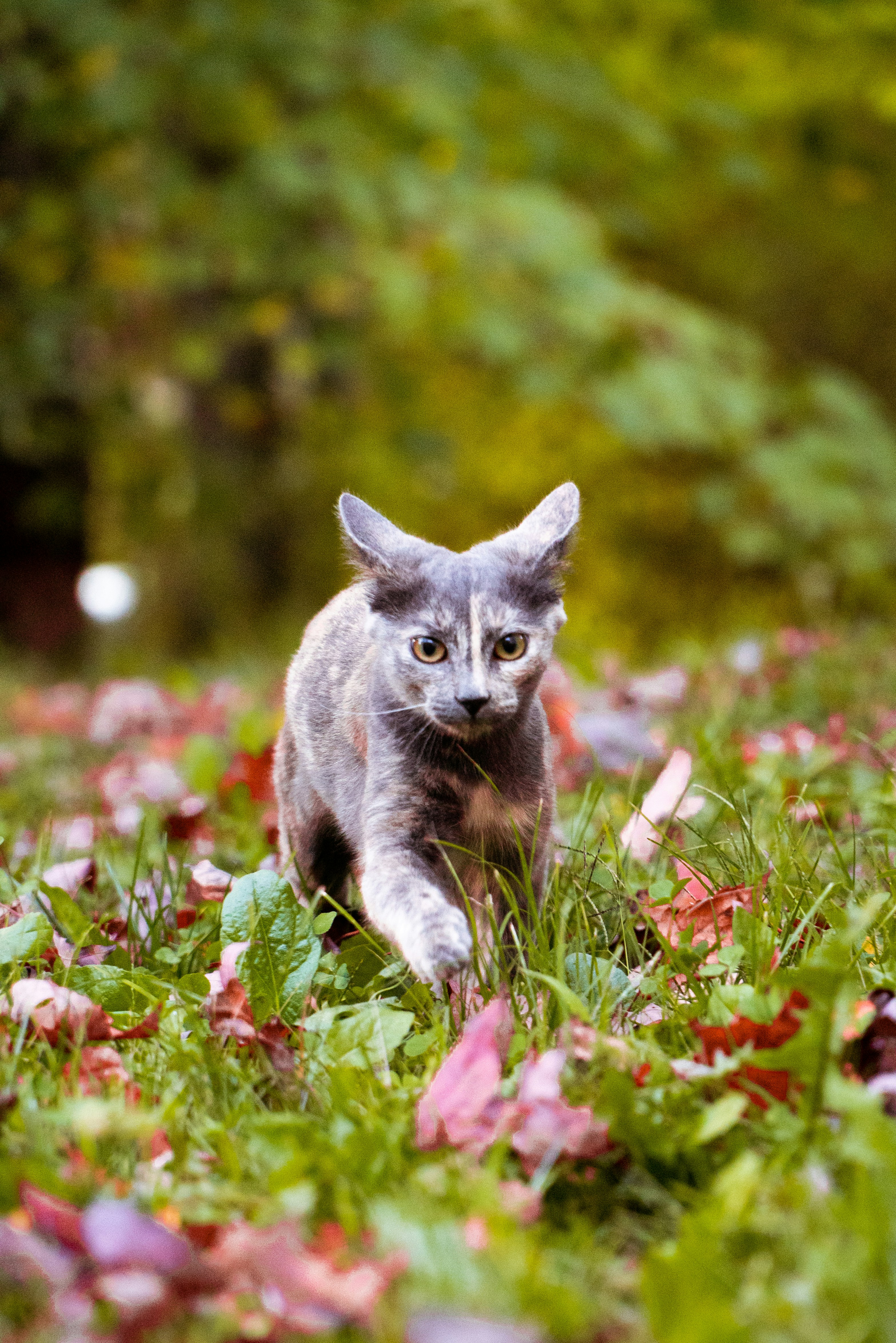 A gray cat confidently strides through a carpet of colorful autumn leaves, showcasing its curious demeanor amidst nature's vibrant backdrop.