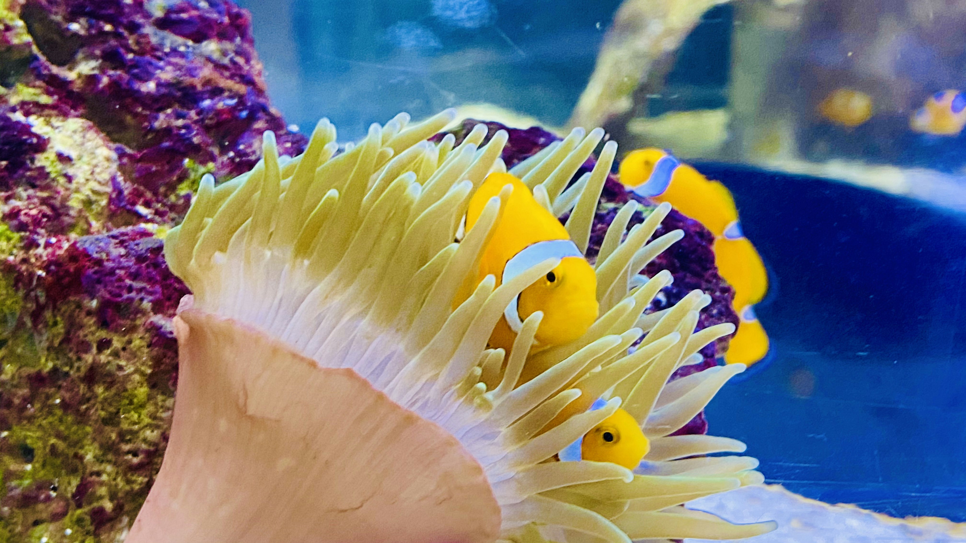Clown fish aka “Nemo” hiding behind sea anemone.  | yellow and white clown fish