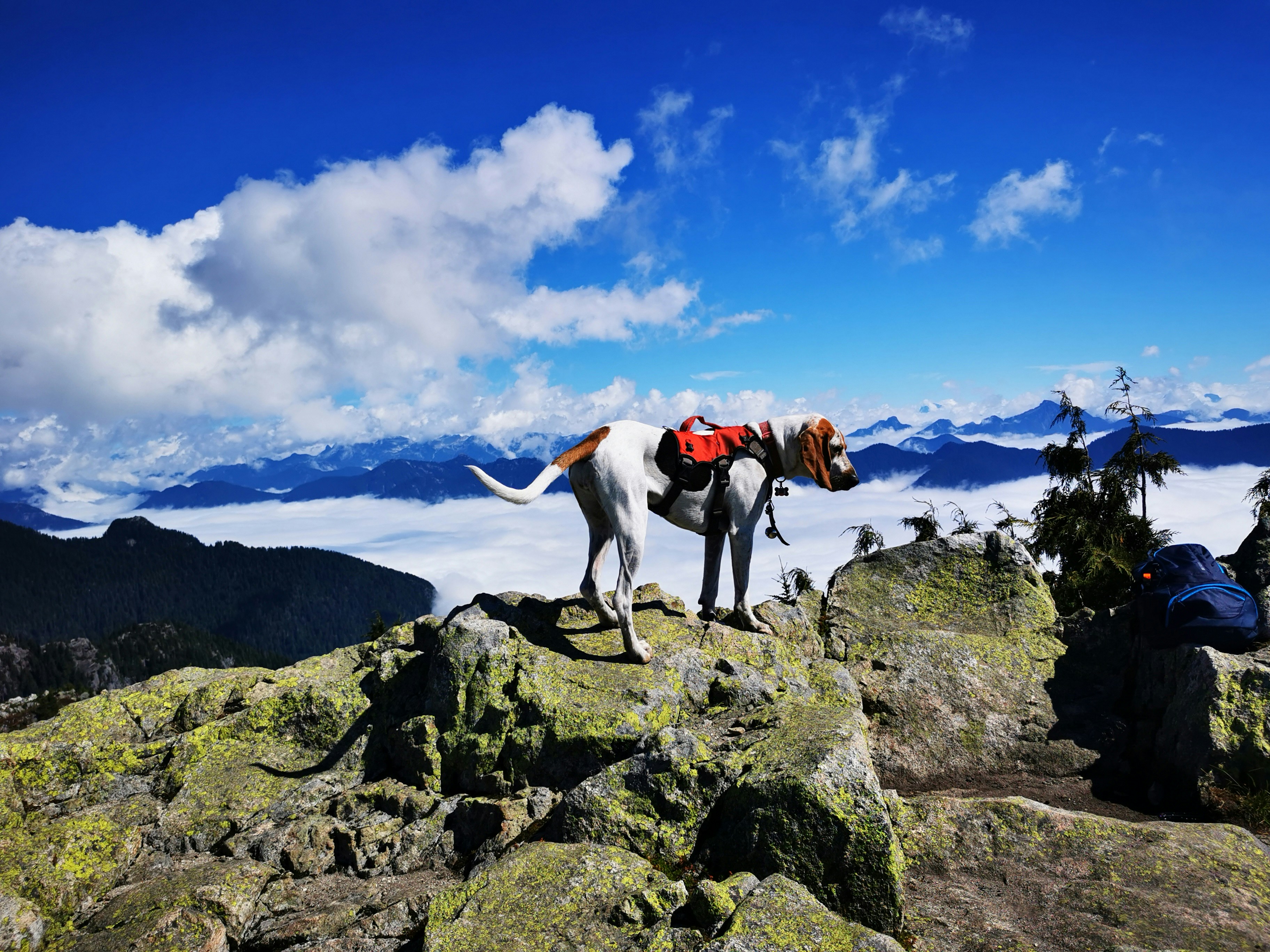 A dog in a red harness stands atop a rocky outcrop, overlooking a sea of clouds and distant mountains under a bright blue sky.