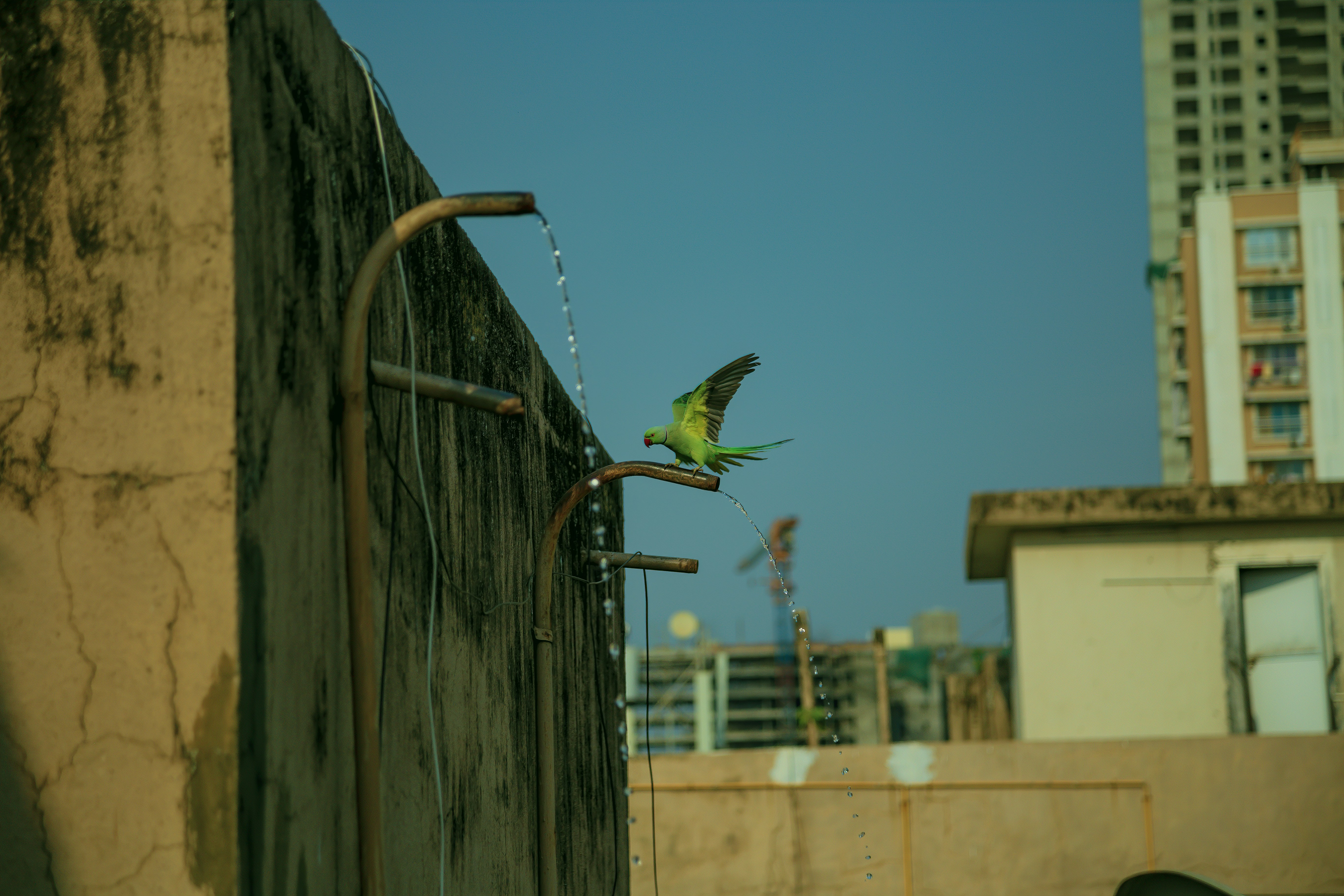 A parrot in search of a drink.