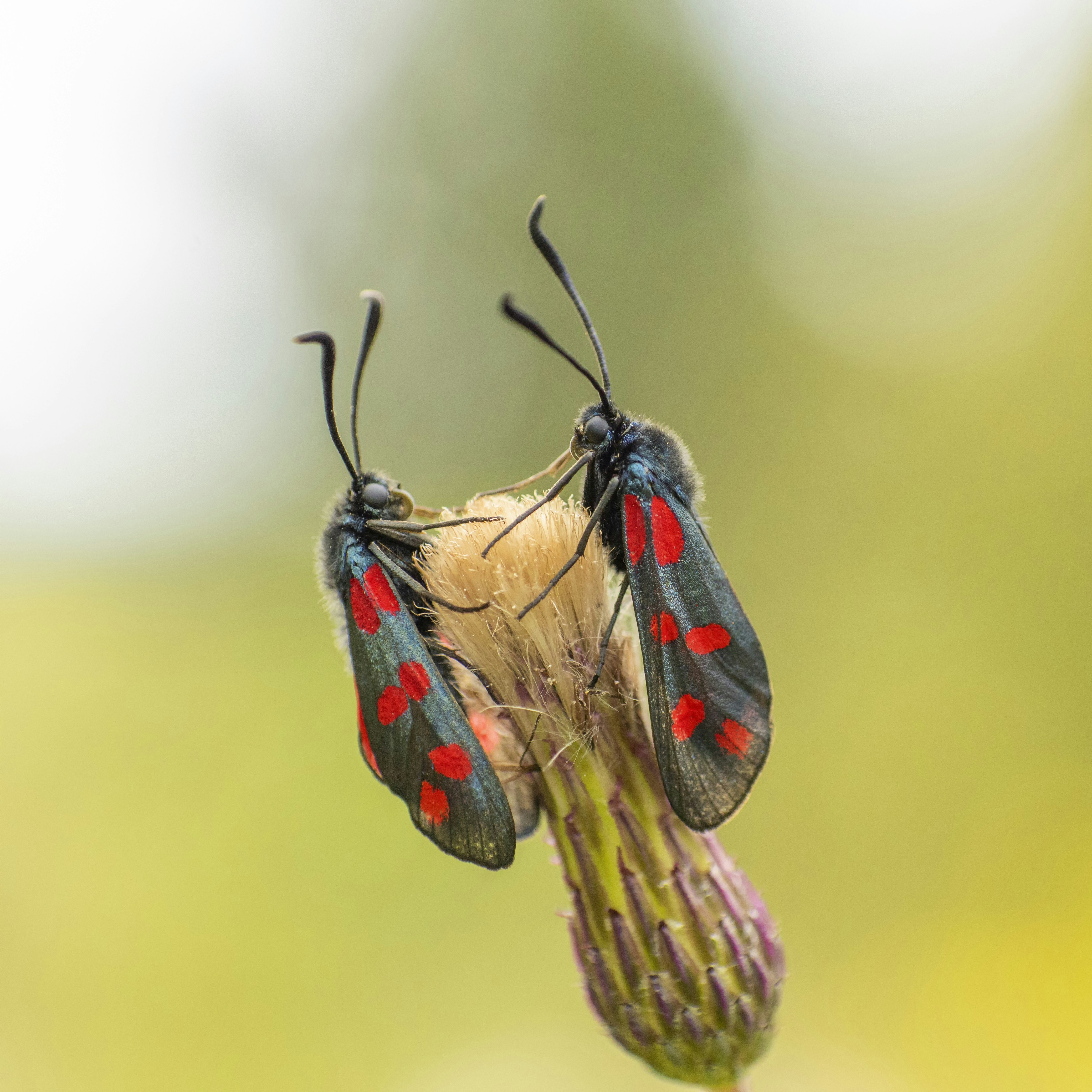 Twin Six-spot Burnet Moths Perch on a Bud in Soft Spring Light