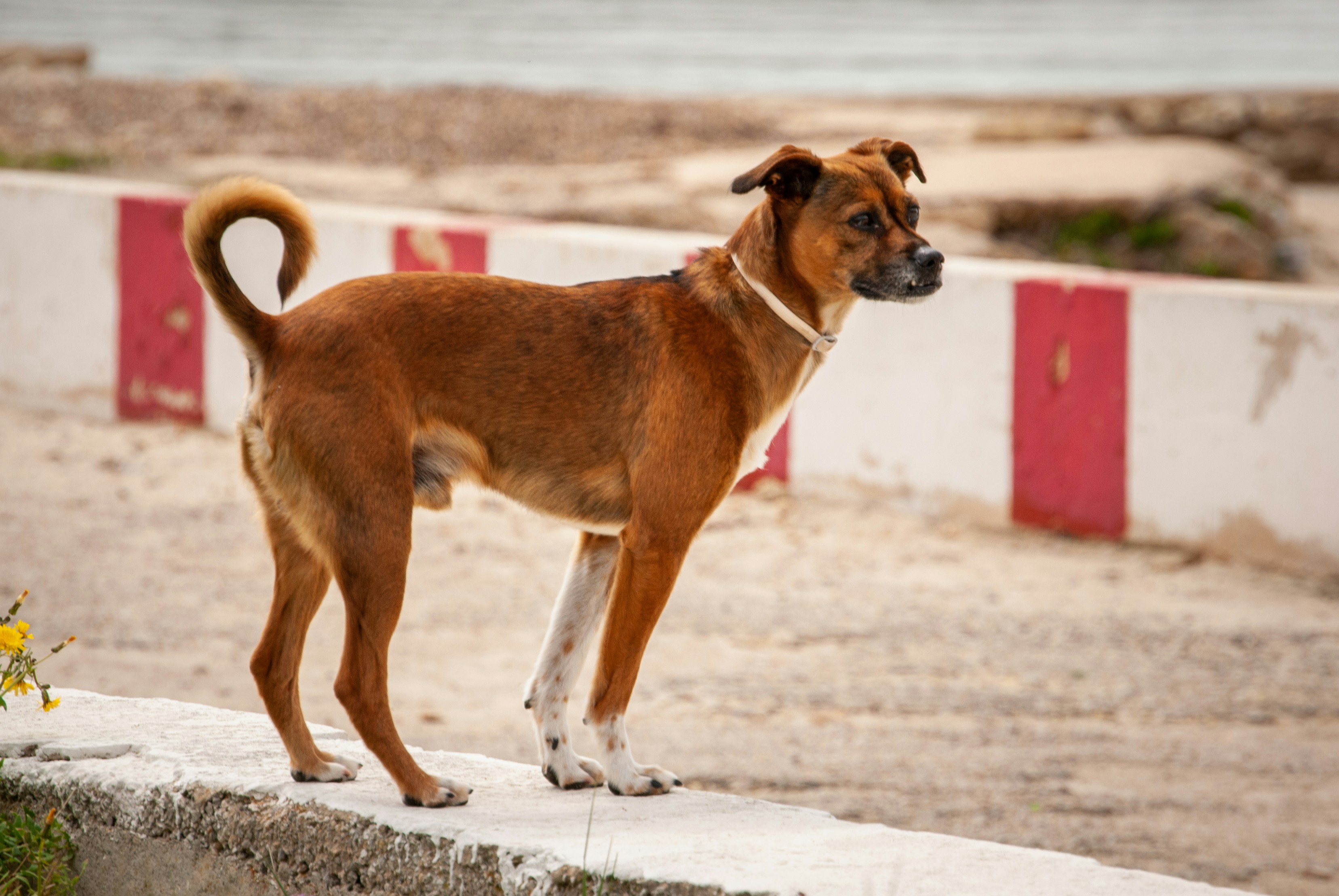 Reddish-brown stray by the seawall: a calm profile against a striped barrier