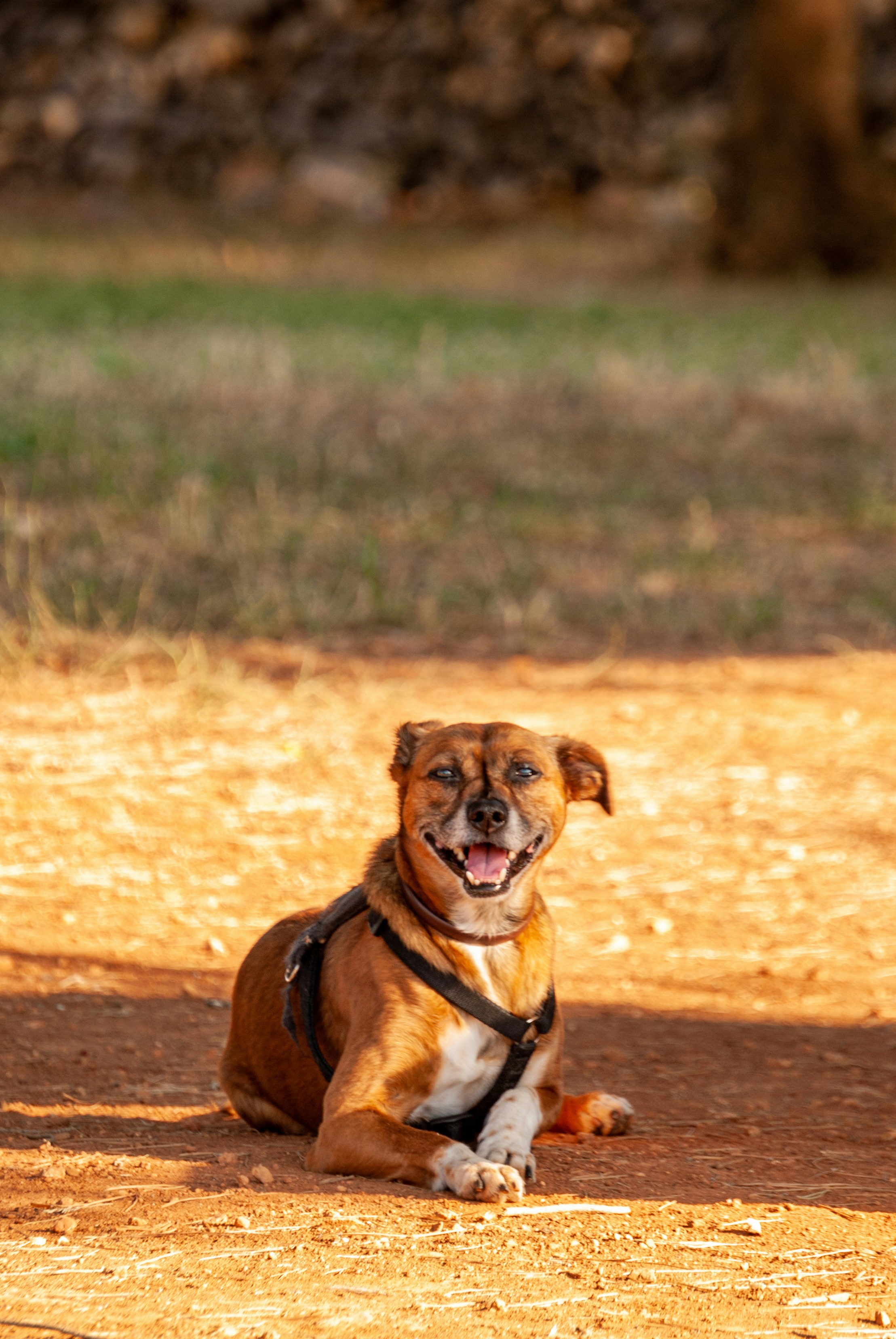 Sunlit Serenade: A Golden Hound Pauses in a Dusty Park