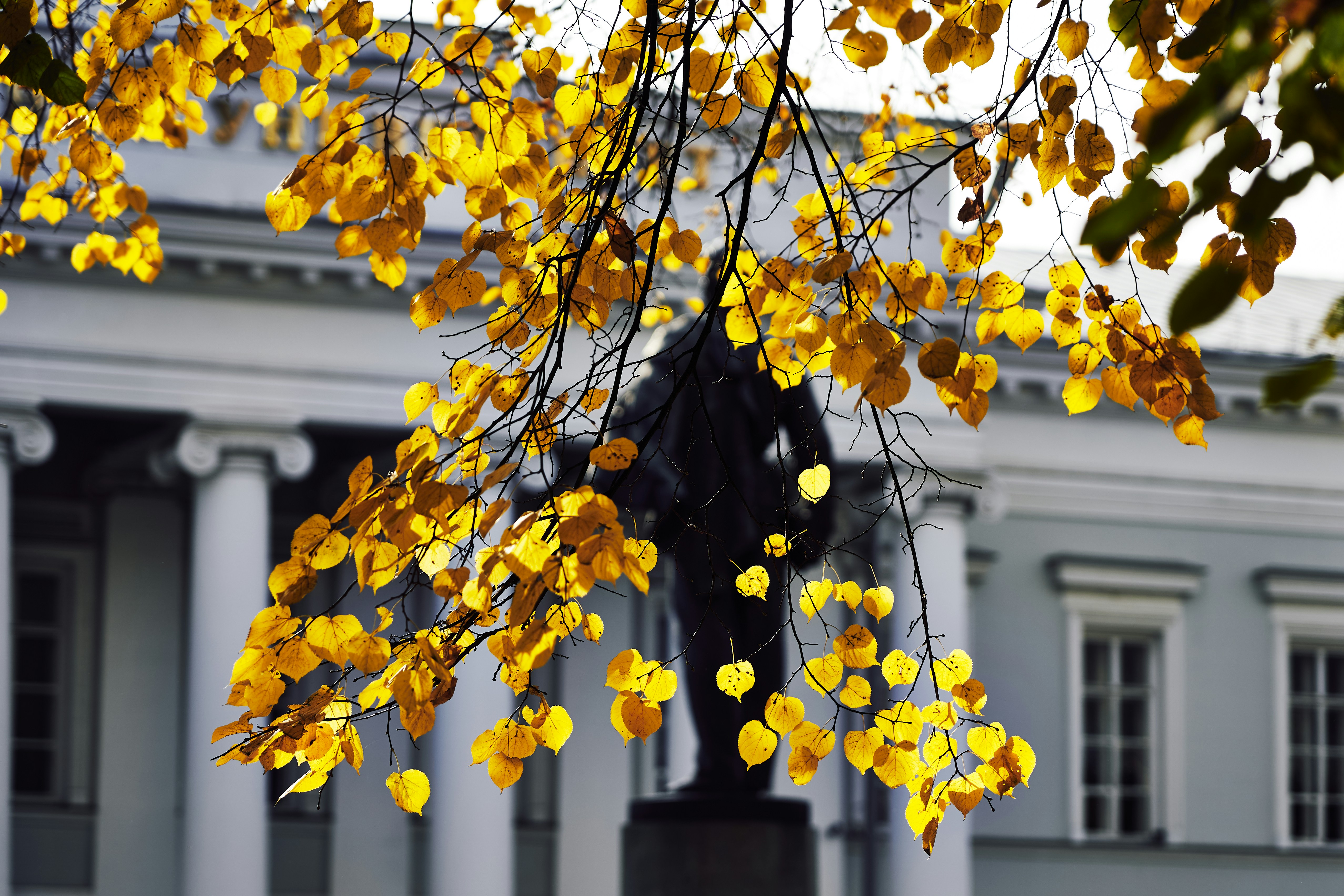 Golden Veil Over a Classical Facade