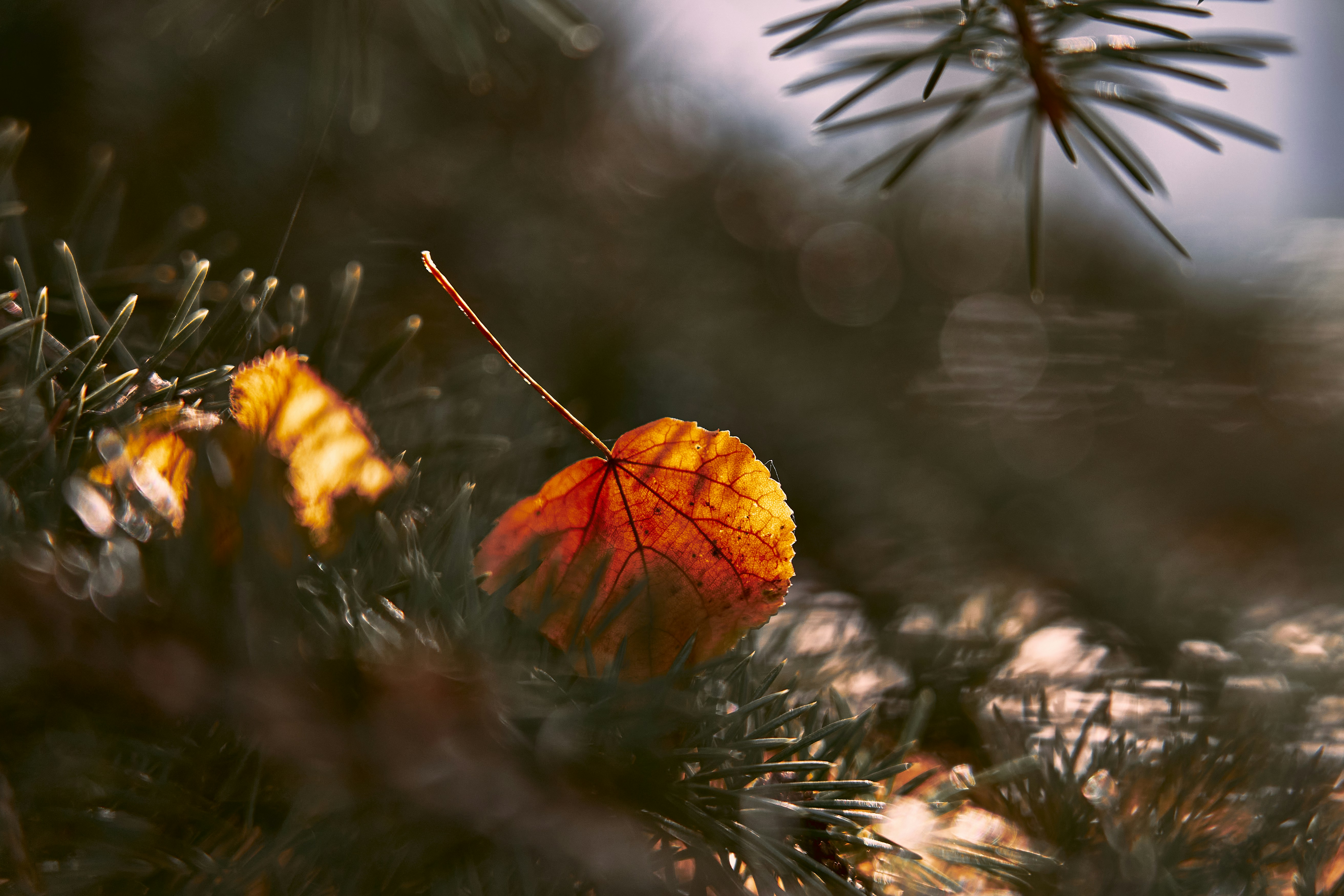 Leaf bokeh