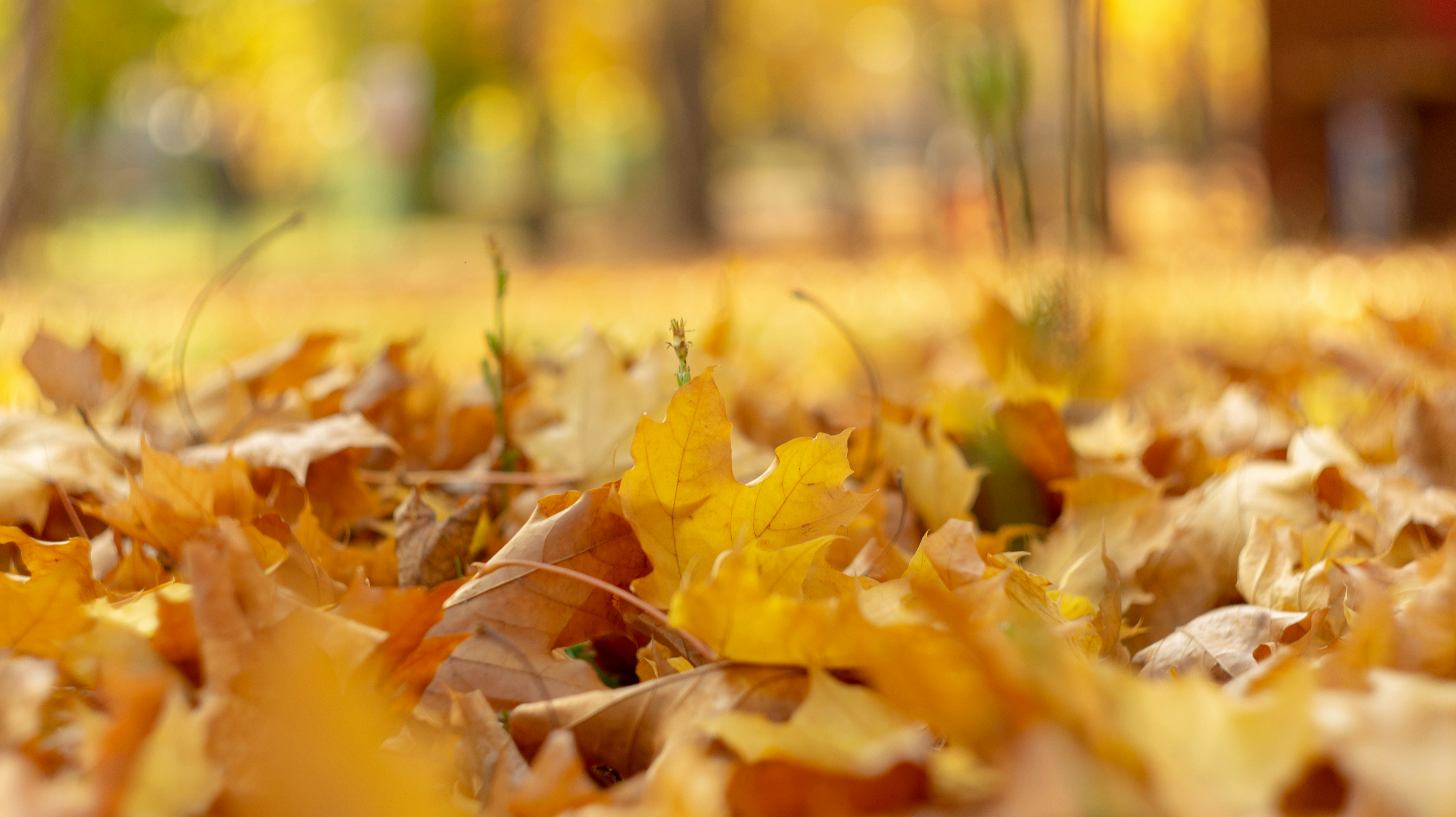 Close-up photograph of autumn leaves covering the ground, with a warm, blurred background.
