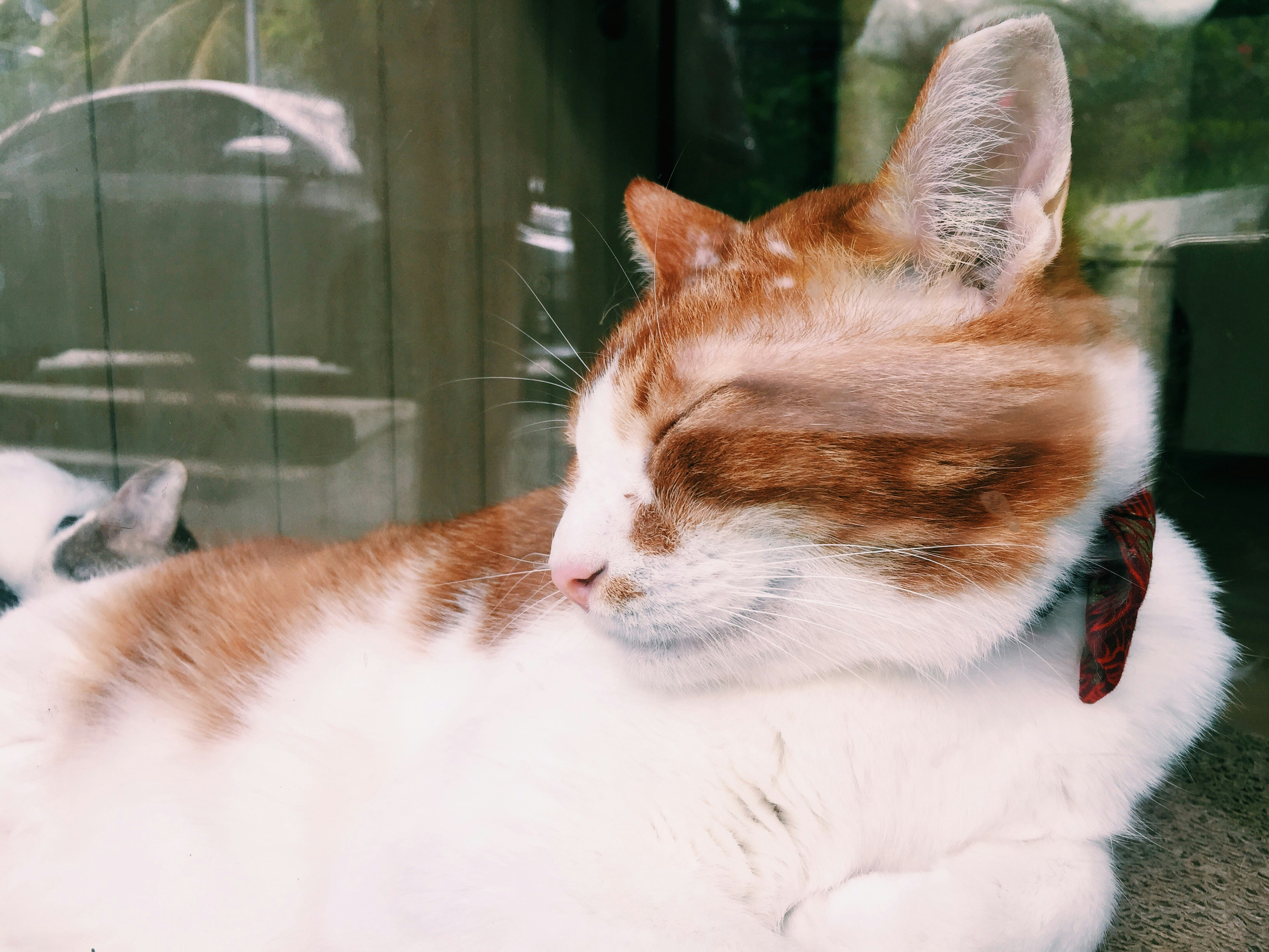 Sunlit Reverie: An Orange-and-White Cat Dozing by the Window