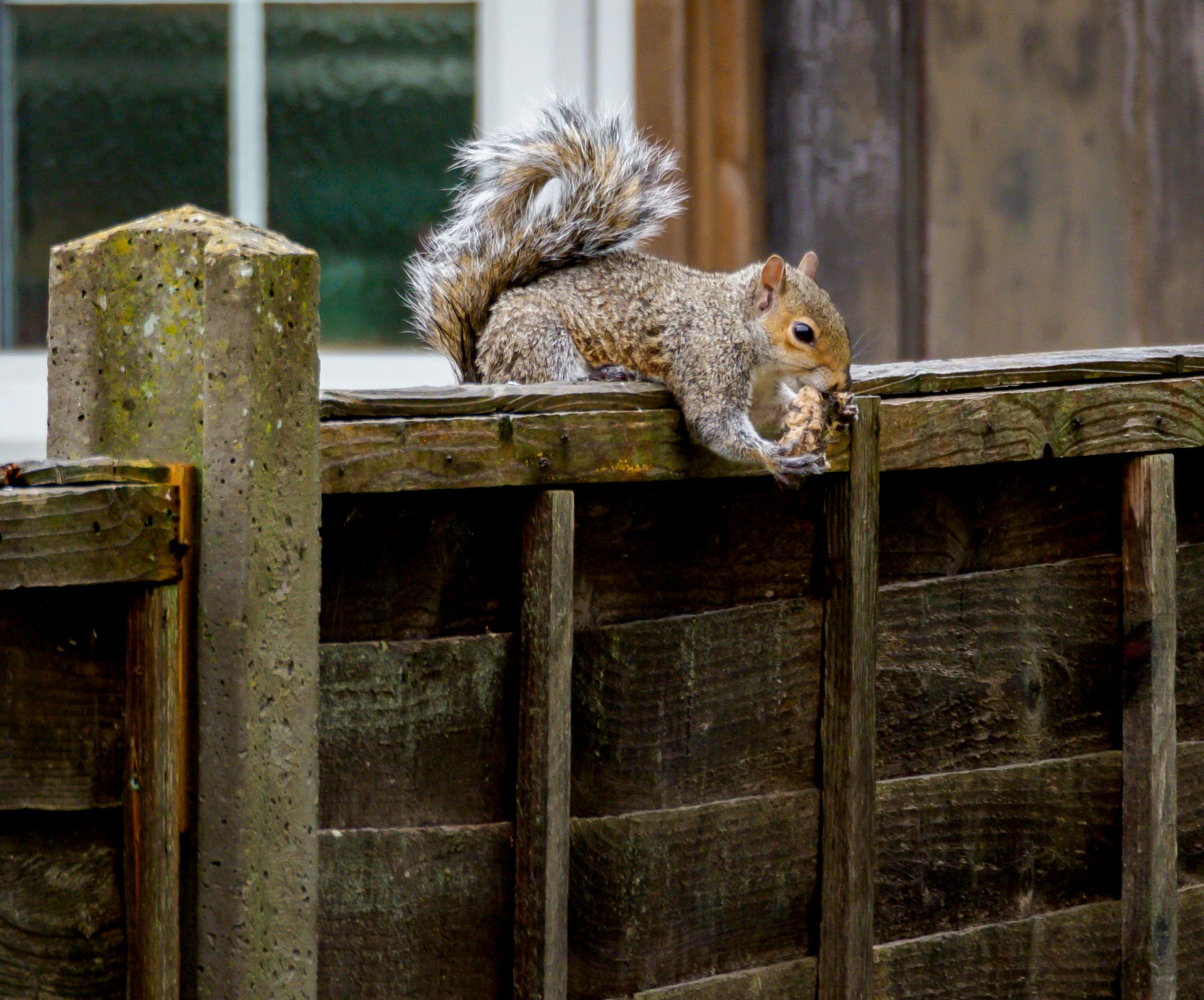 Fence-Top Pause: Squirrel on Weathered Wood