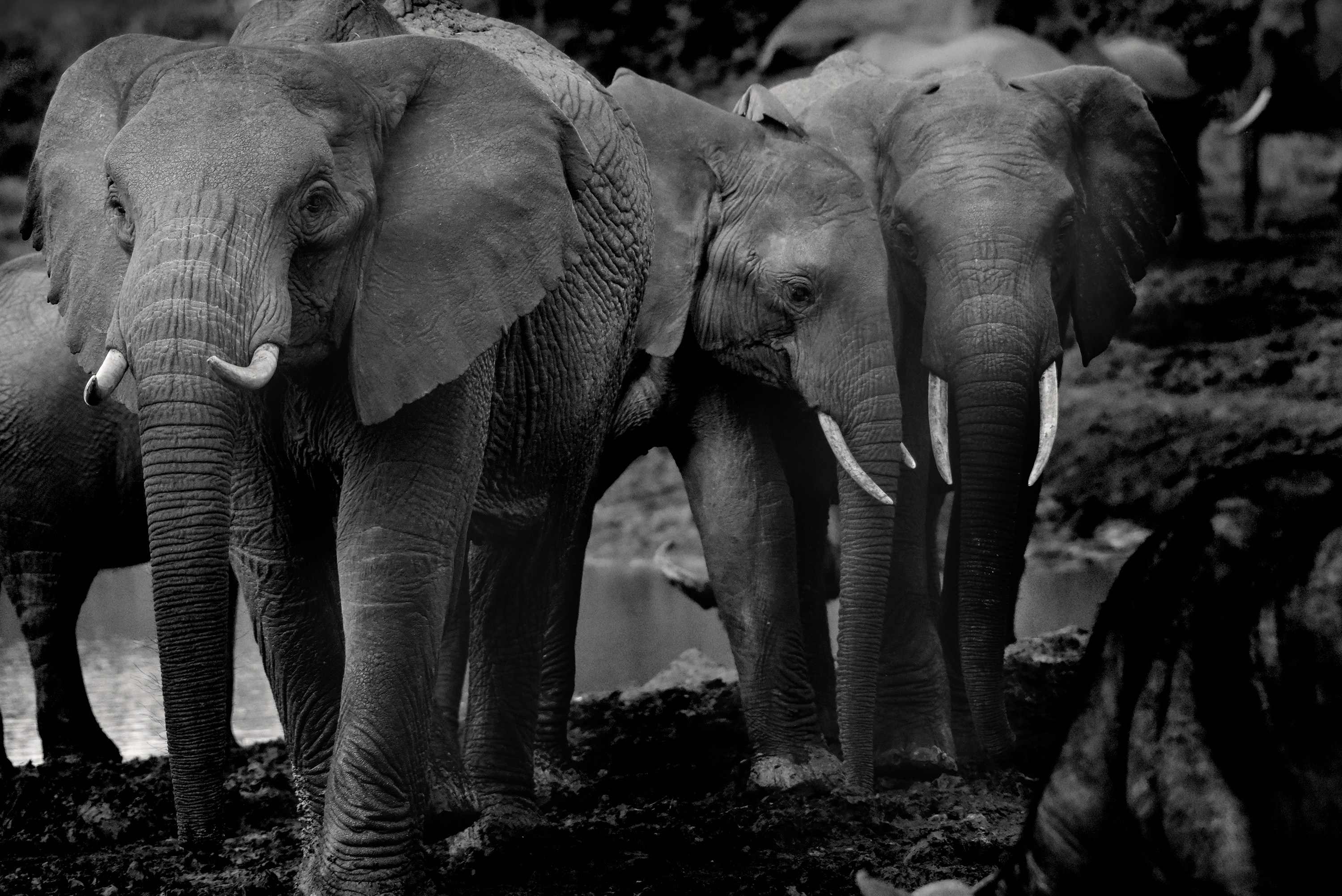 Grayscale photo of 2 elephants photo – Free Grey Image on Unsplash