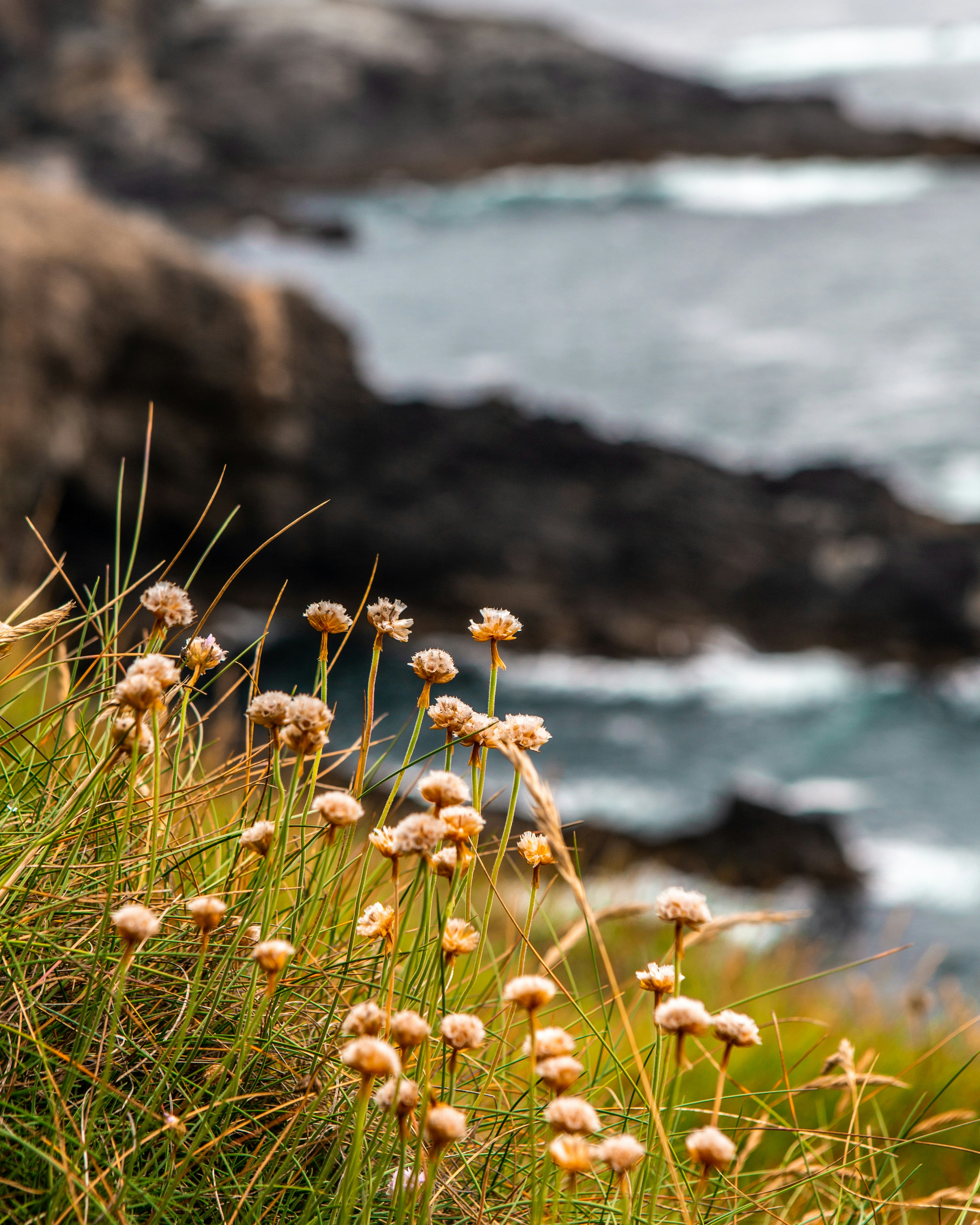 Sea breeze bloom: coastal grasses in focus against rugged shoreline