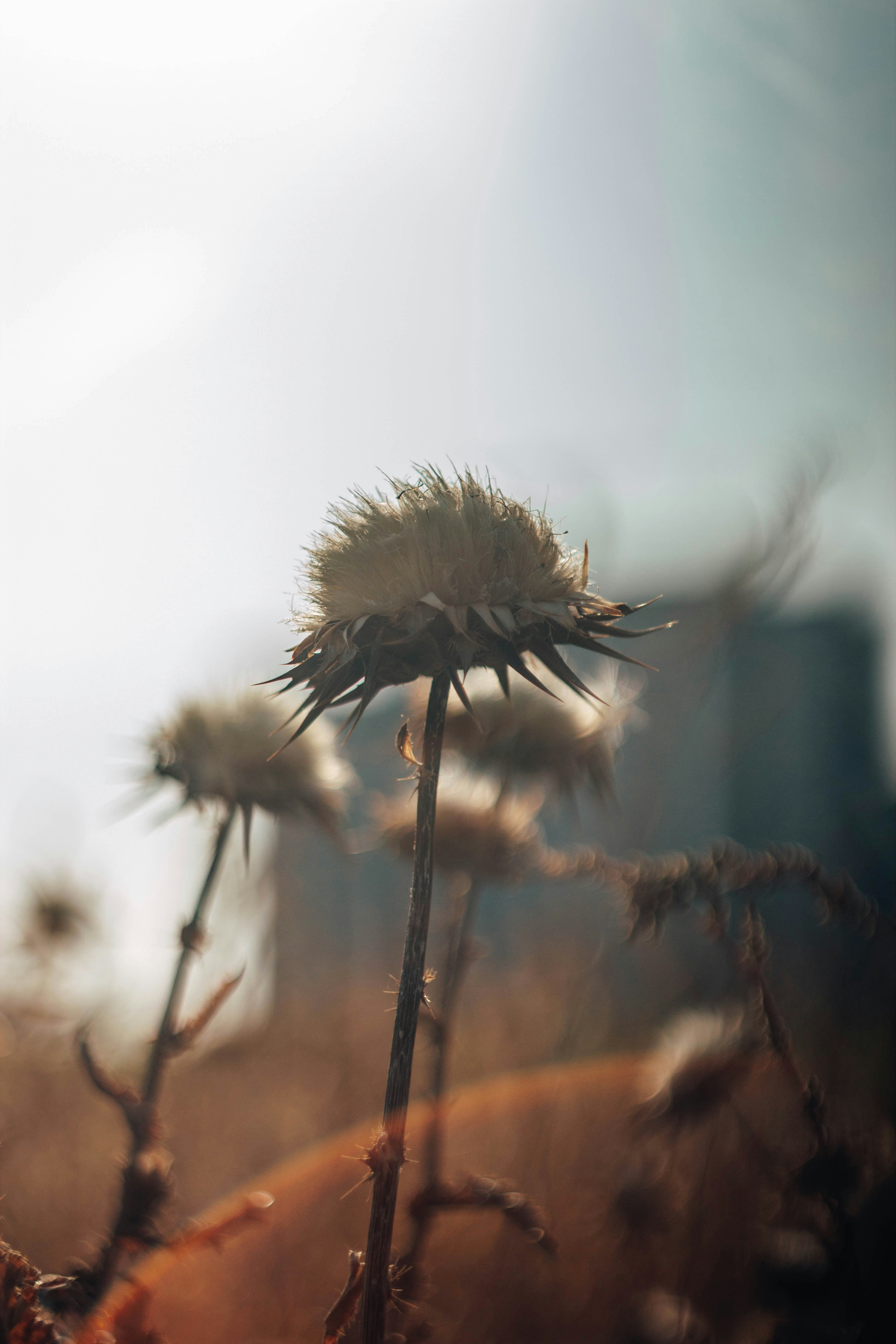 Oxala | 11 best free oxala, flower, blossom and plant photos on Unsplash