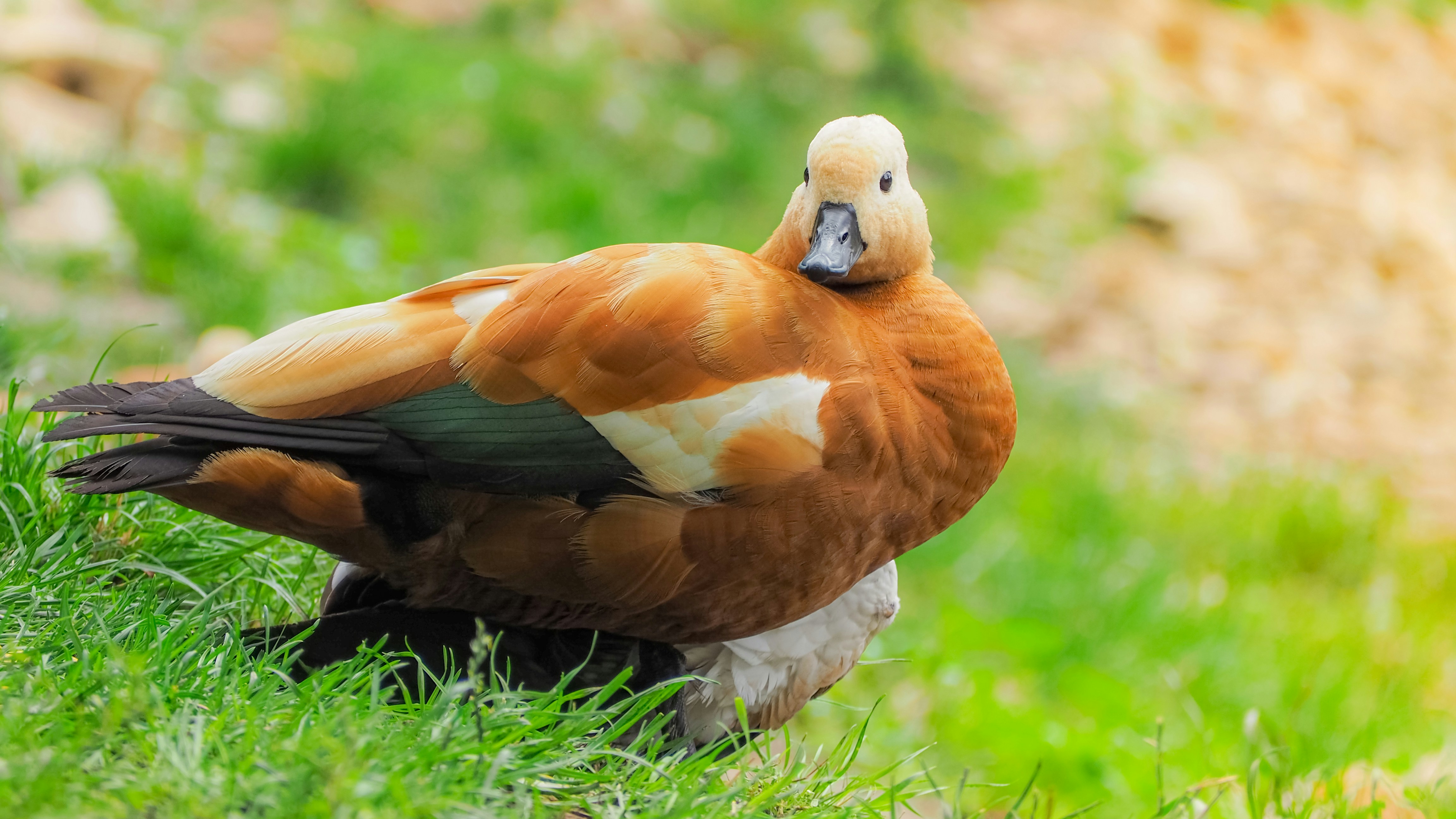 Amber Duck in Sunlit Grass: A Quiet Moment of Texture