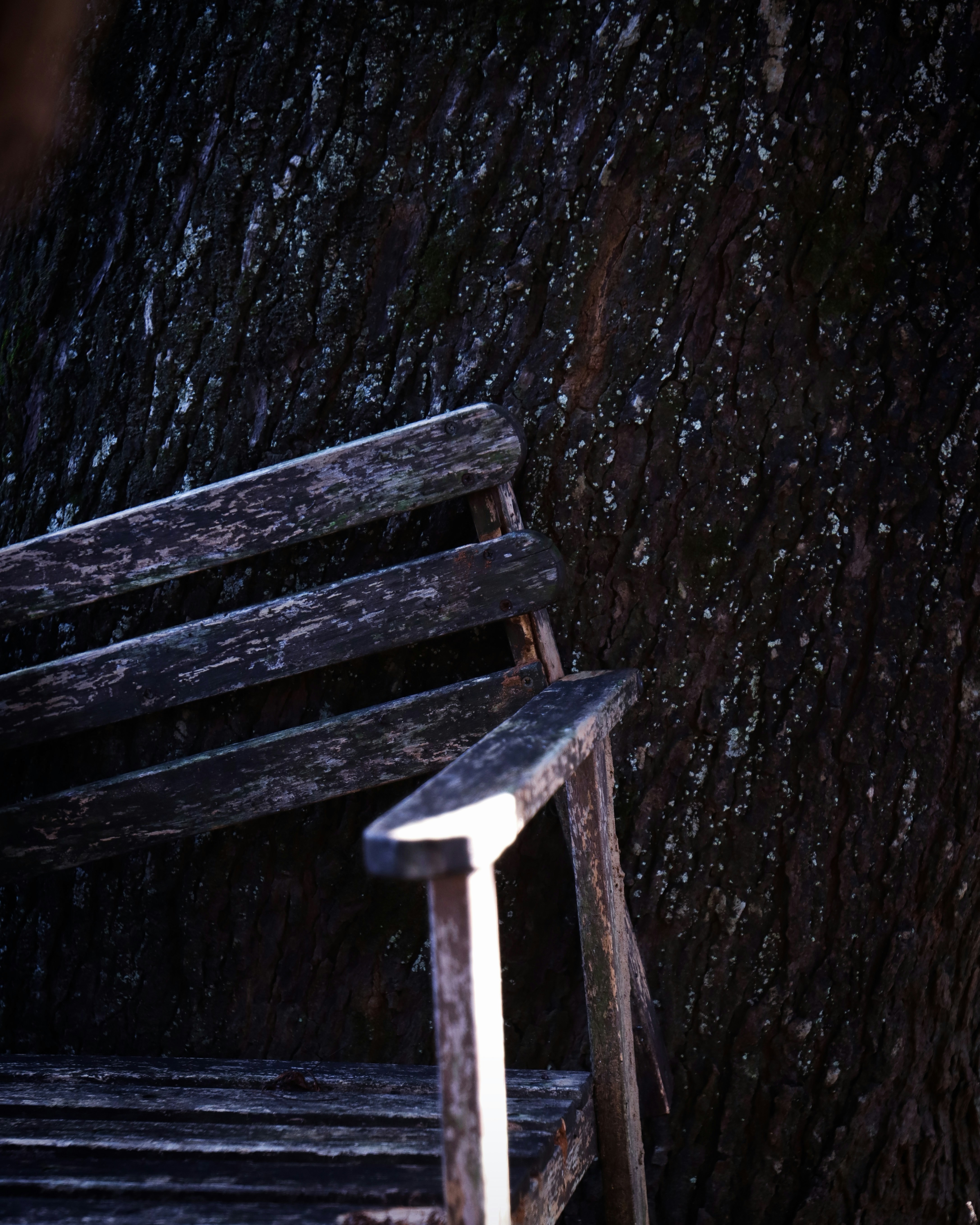 Weathered Bench Leaning Into a Rugged Bark Backdrop