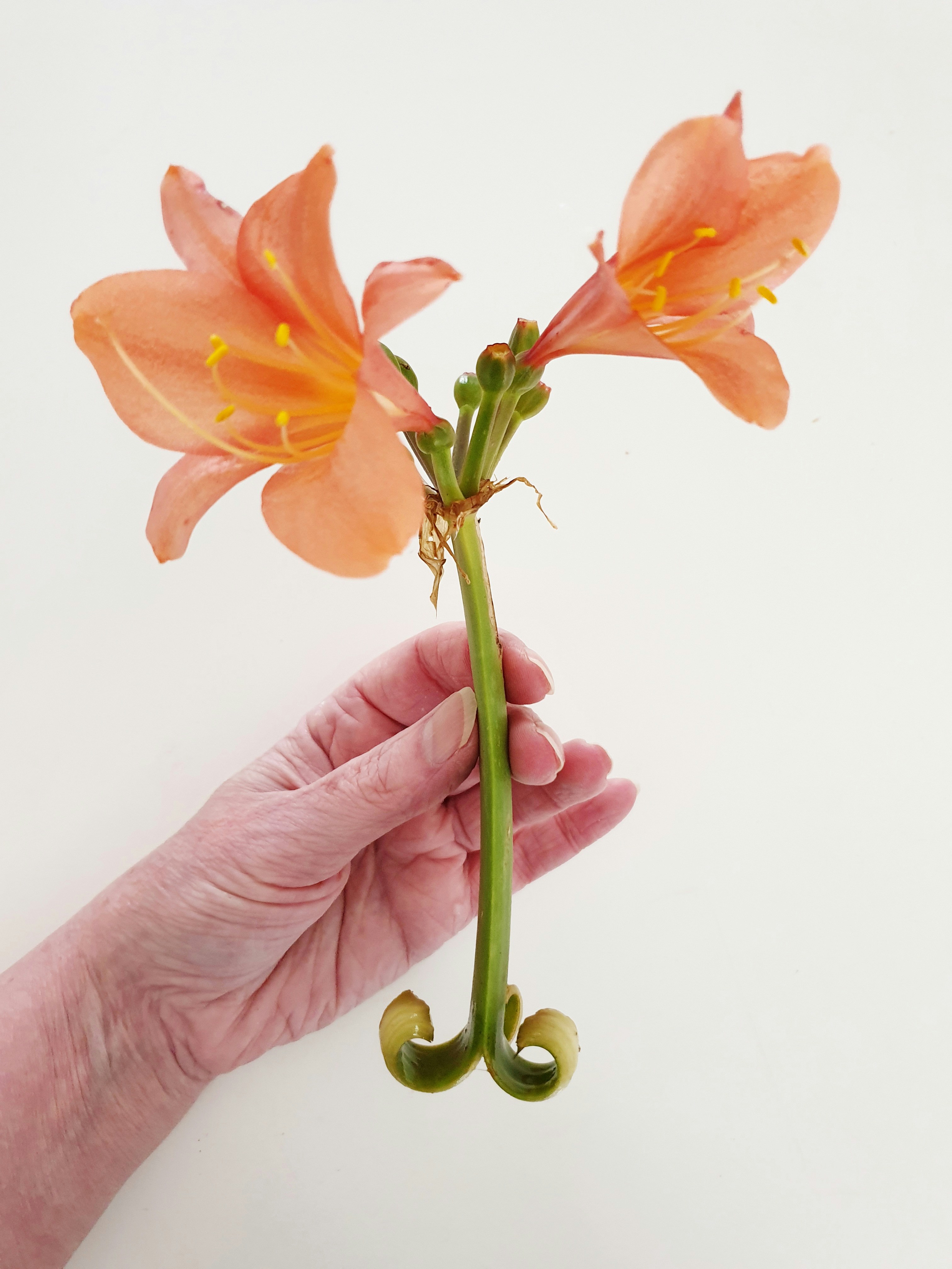 pink flower on white background