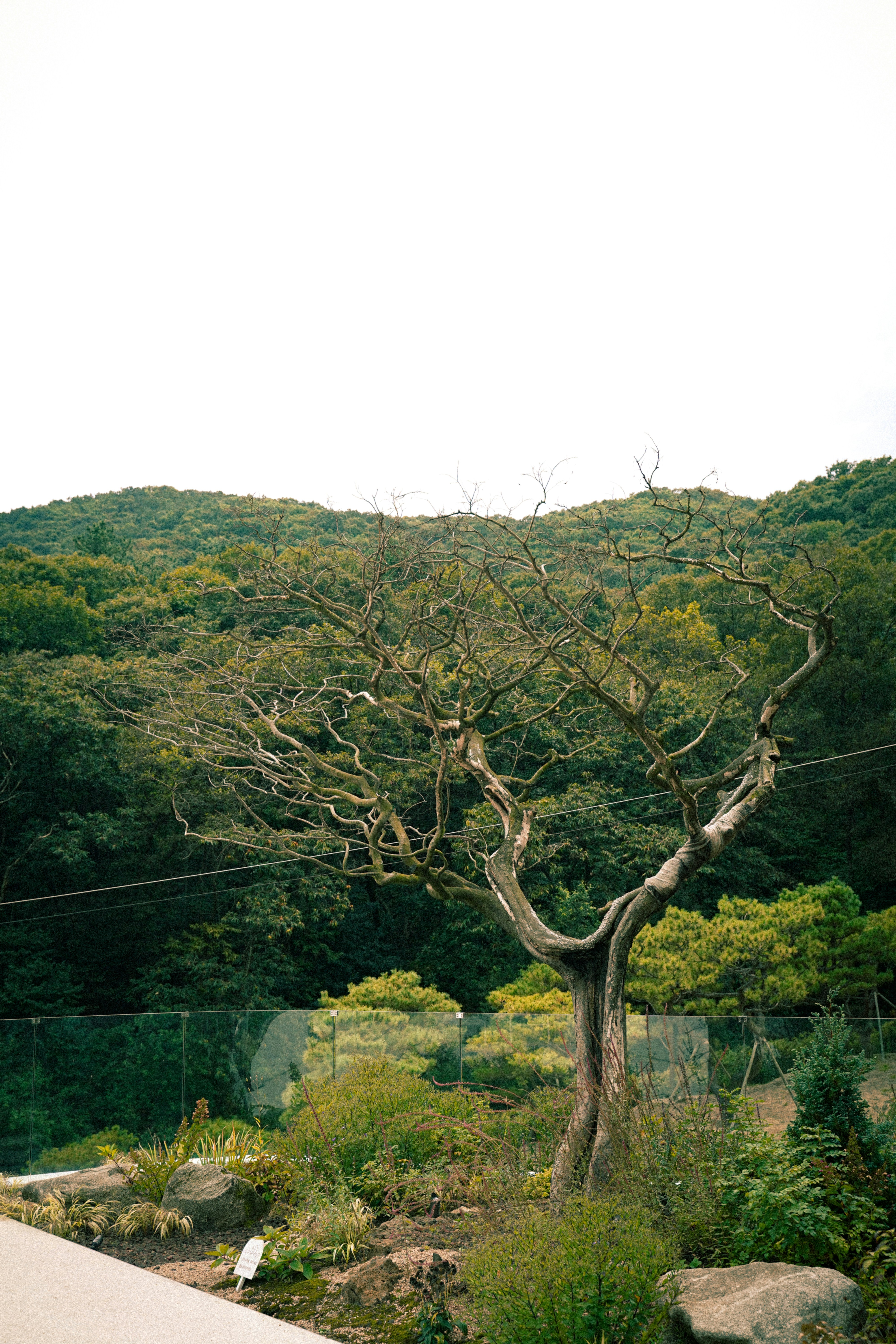 A gnarled tree stands resilient against a backdrop of lush mountains, embodying nature's endurance amidst changing seasons.